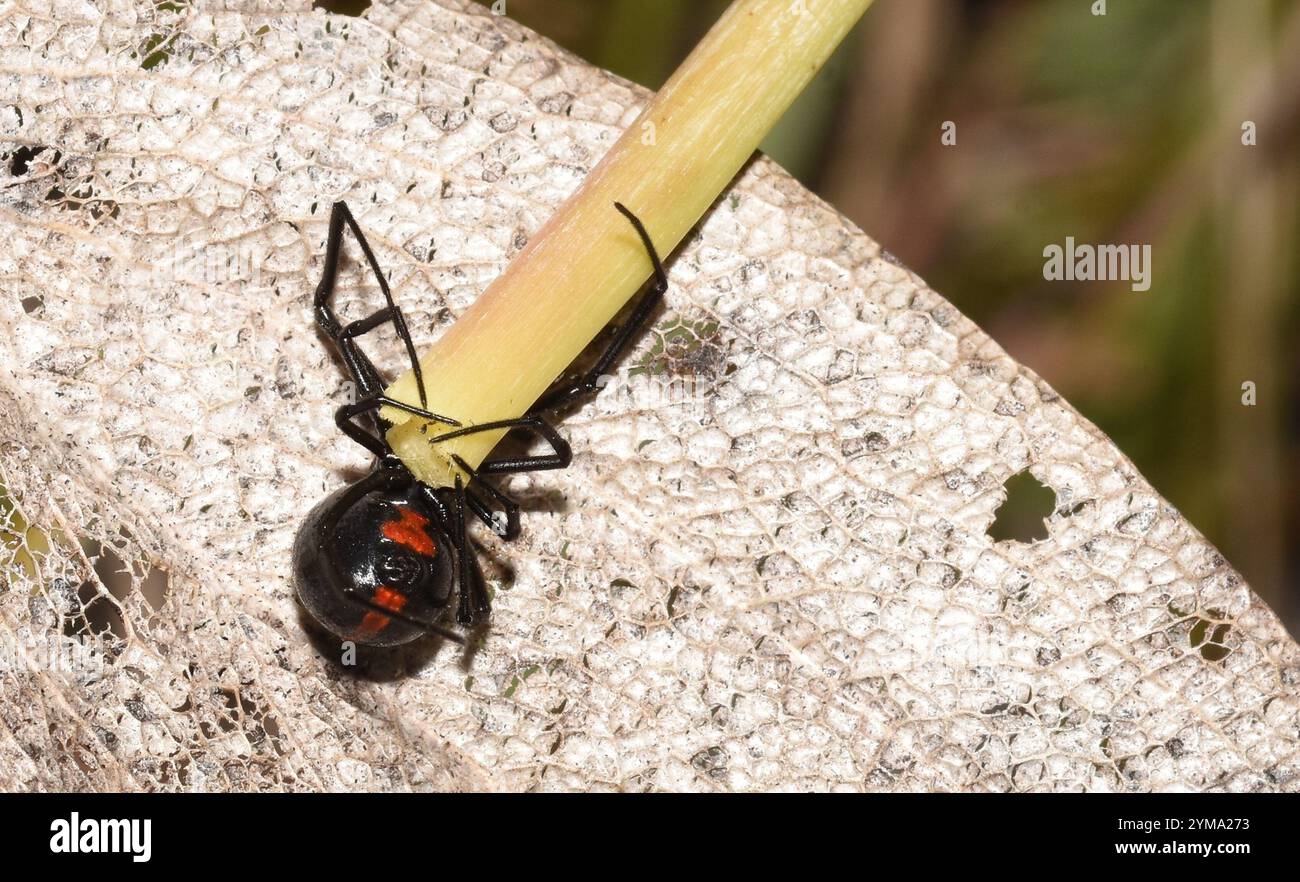 Southern Black Widow (Latrodectus mactans Stock Photo - Alamy