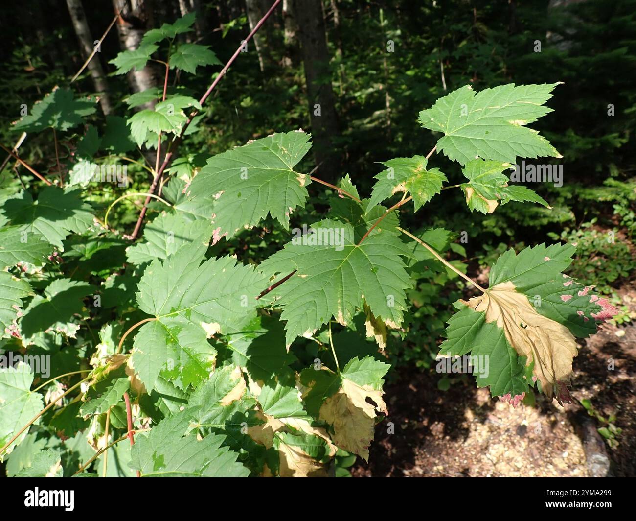 Rocky Mountain maple (Acer glabrum Stock Photo - Alamy