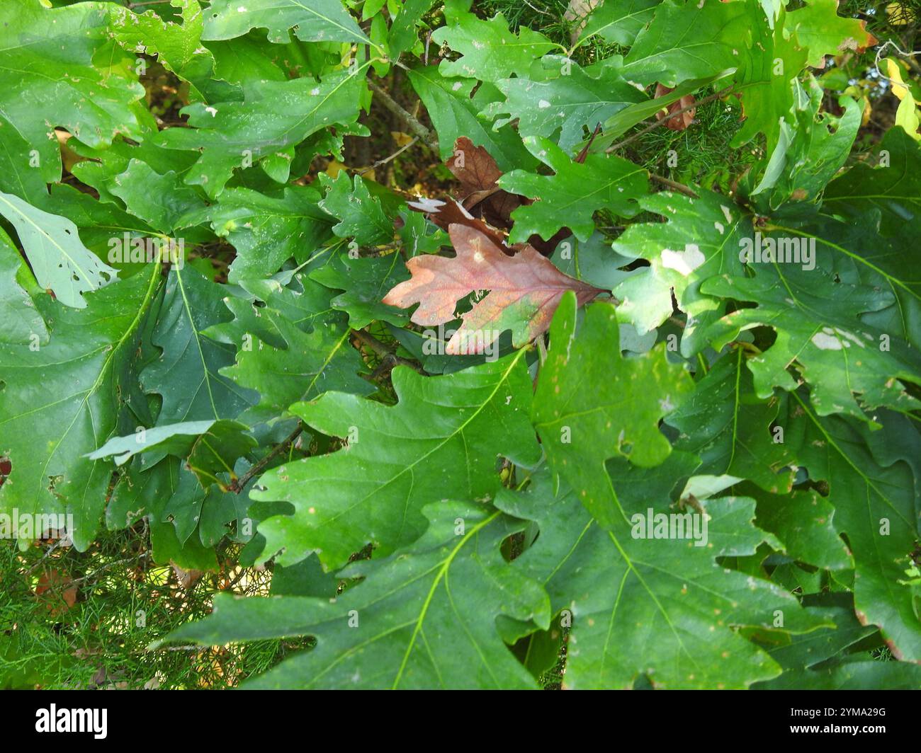 white oak (Quercus alba Stock Photo - Alamy