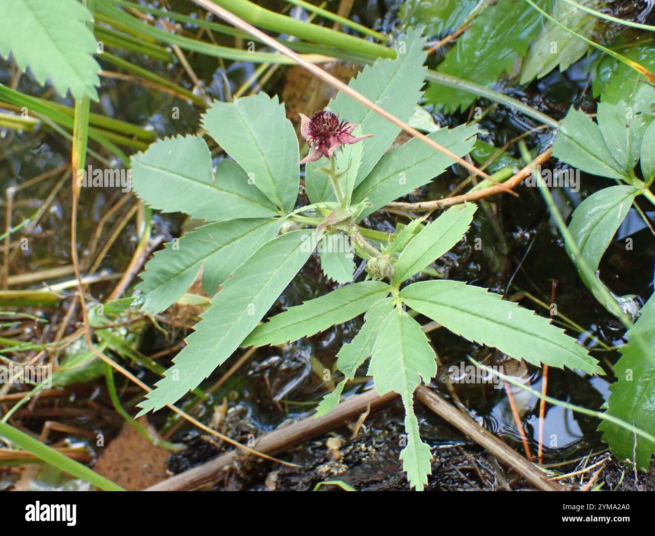 marsh cinquefoil (Comarum palustre Stock Photo - Alamy