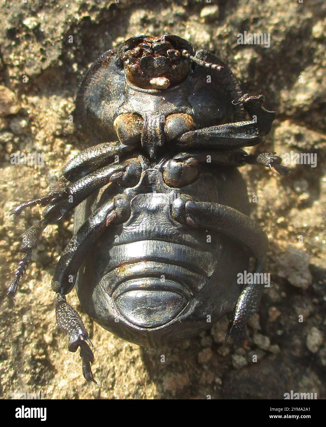 Large Armoured Darkling Beetles (Anomalipus Stock Photo - Alamy