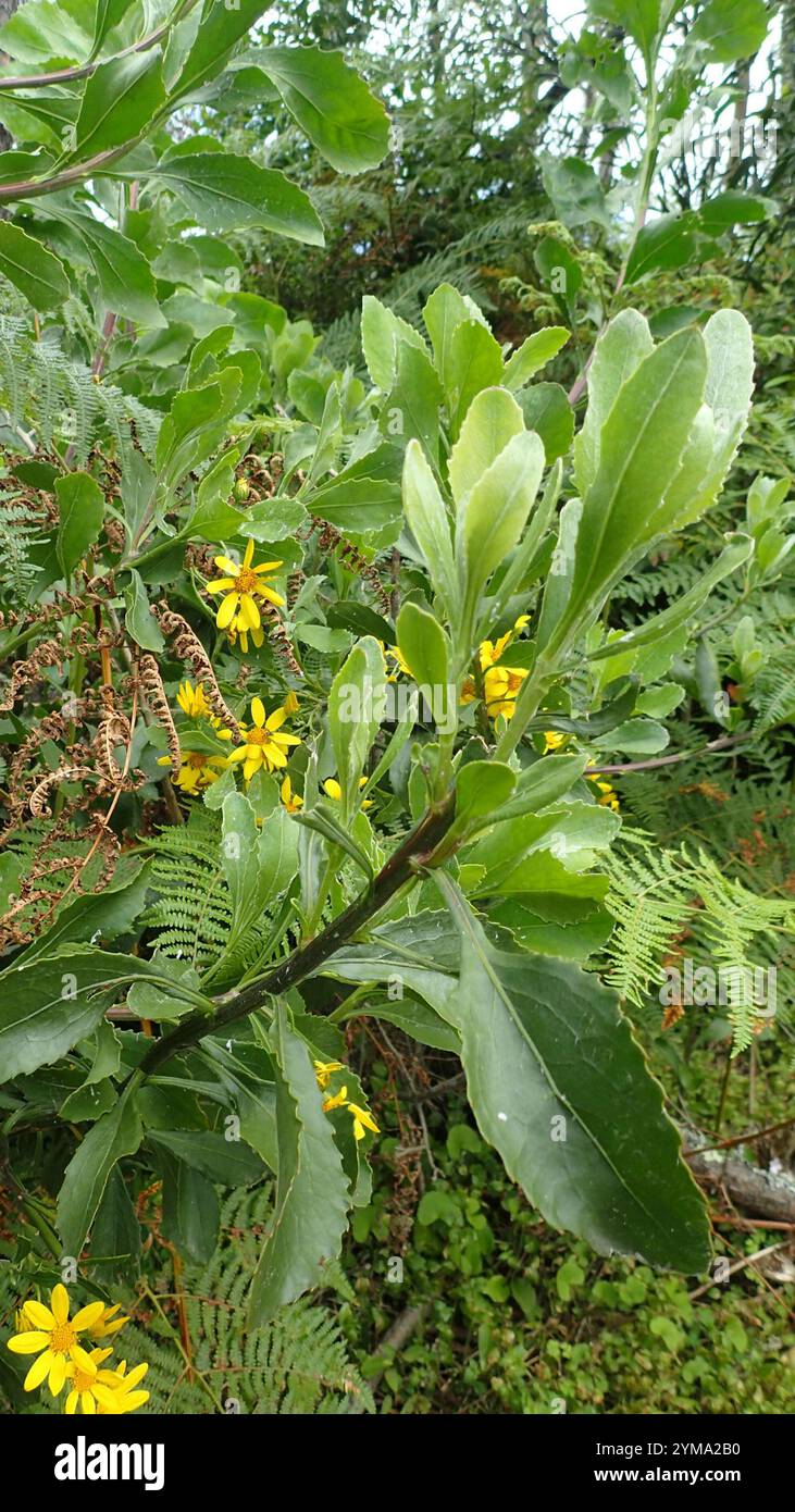 Bietou (Osteospermum moniliferum Stock Photo - Alamy