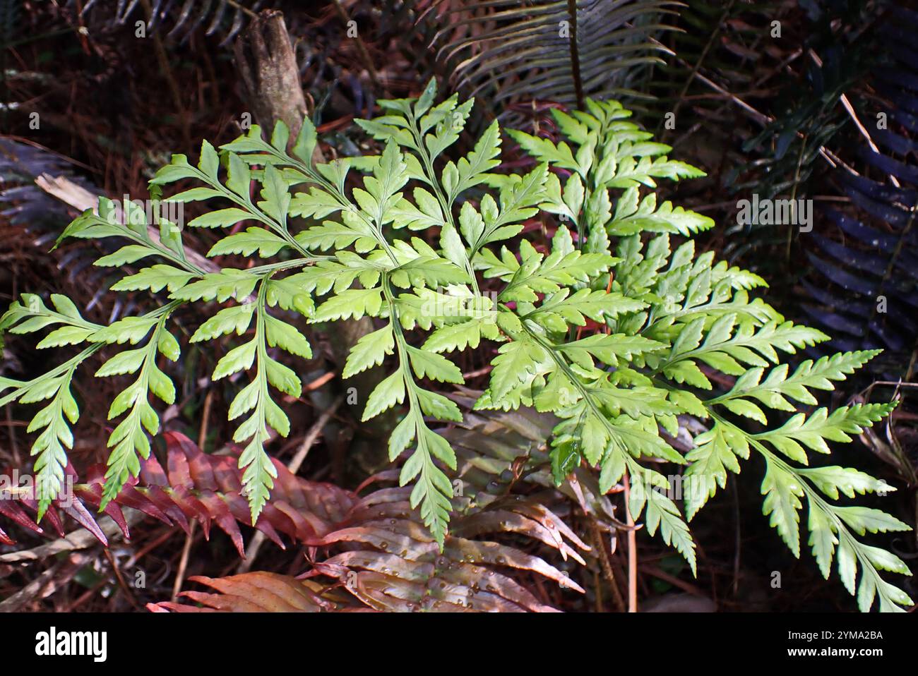 leatherleaf fern (Rumohra adiantiformis Stock Photo - Alamy
