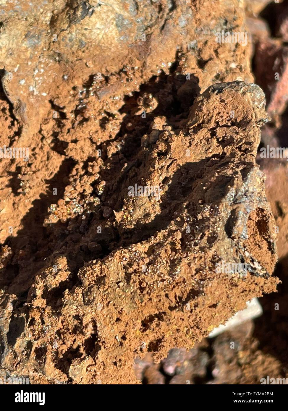 Dead Man's Foot (Pisolithus tinctorius Stock Photo - Alamy