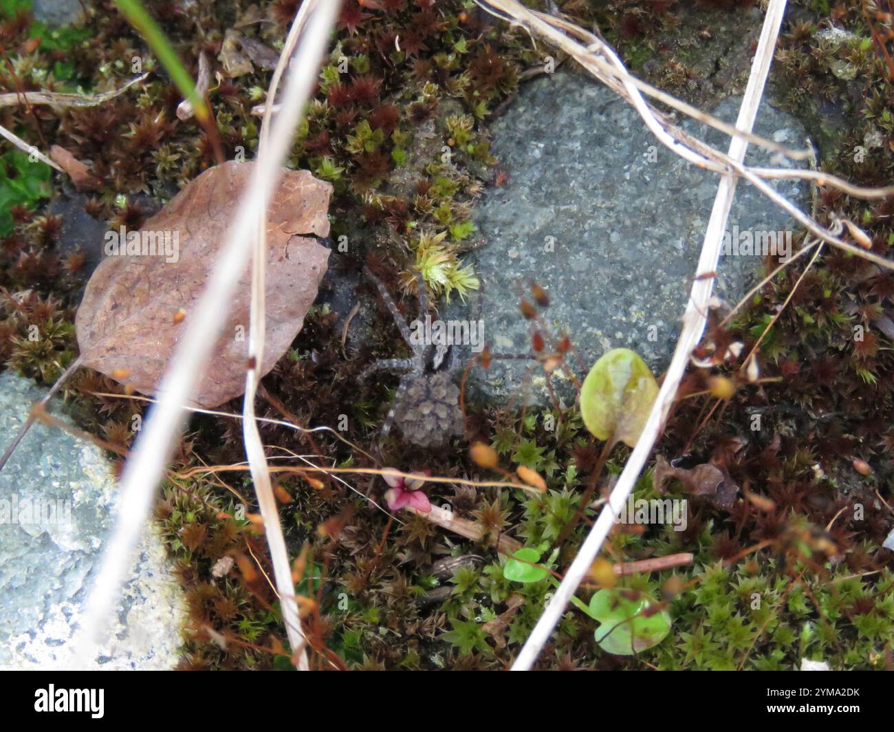 Thin-legged Wolf Spiders (Pardosa Stock Photo - Alamy