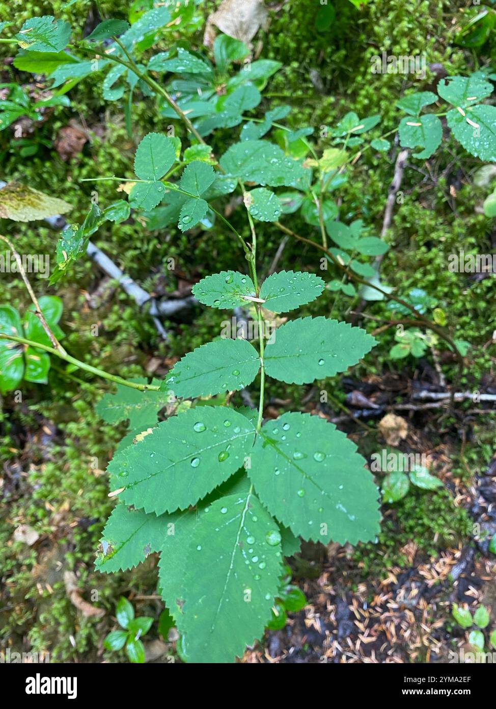 Prickly Wild Rose (Rosa acicularis Stock Photo - Alamy