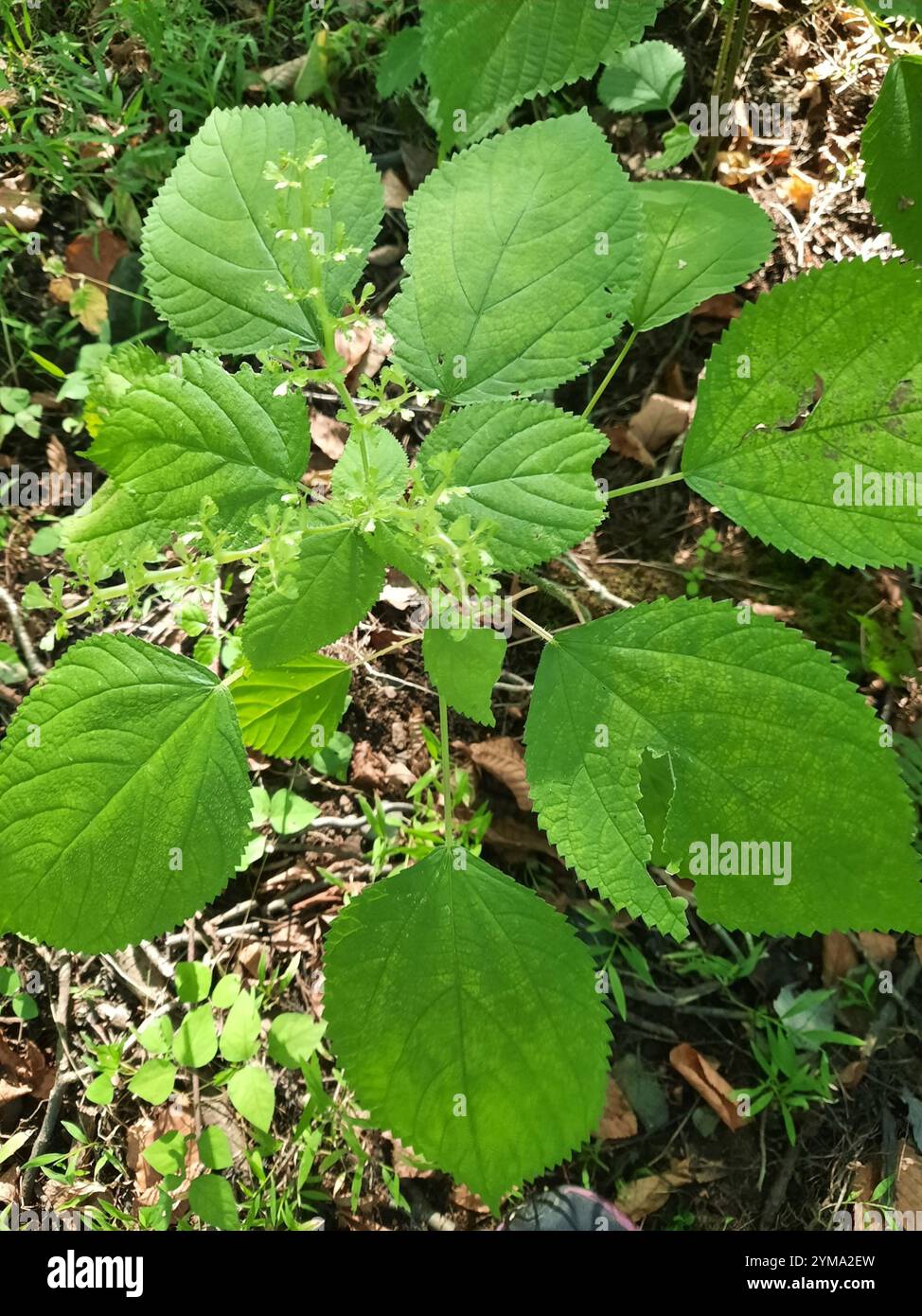 wood nettle (Laportea canadensis Stock Photo - Alamy