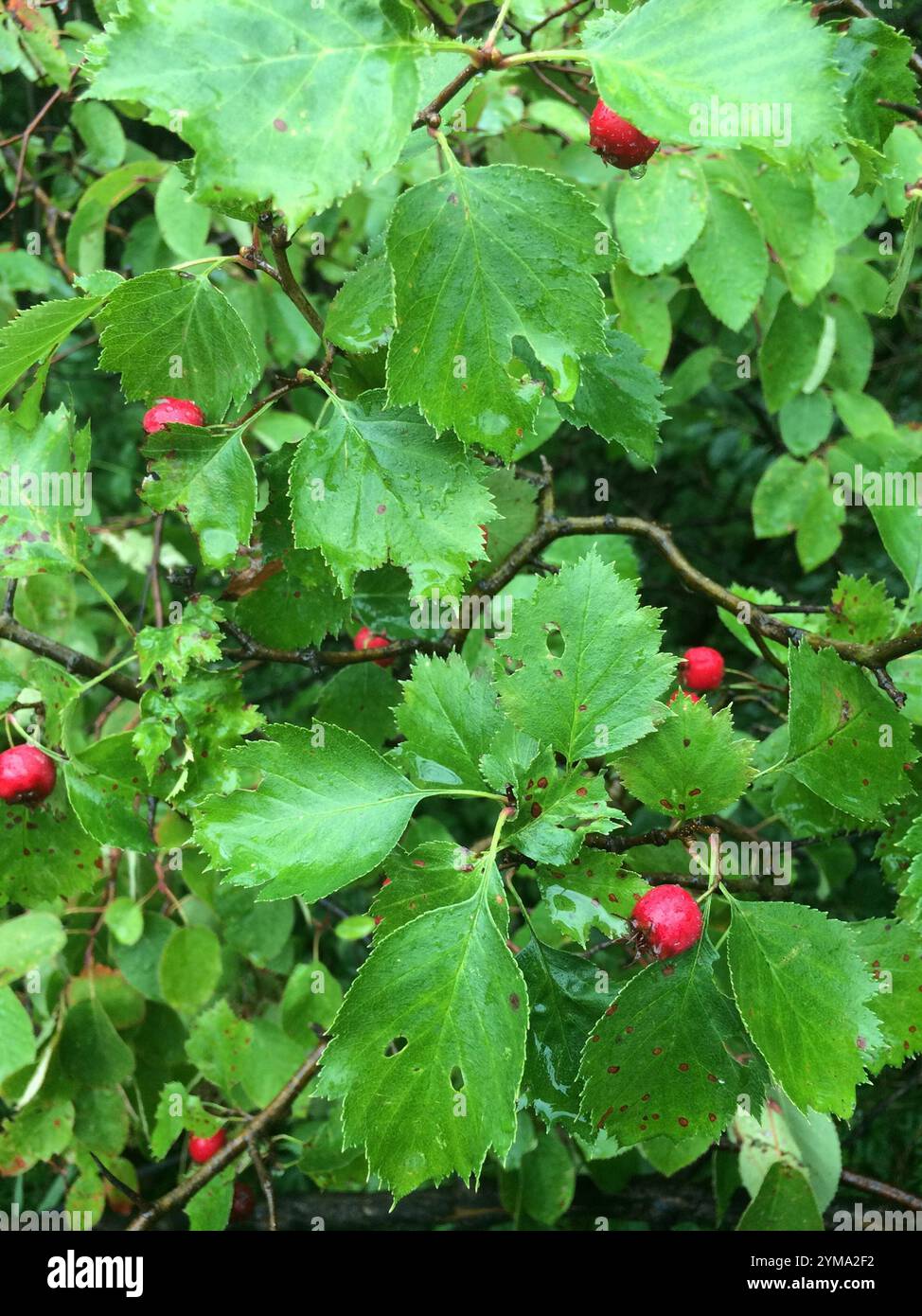 Crataegus flabellata hi-res stock photography and images - Alamy