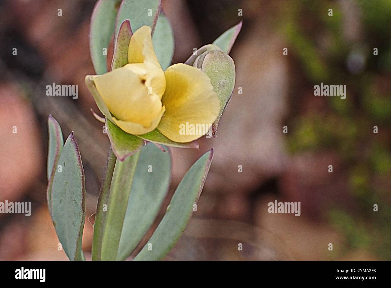 Roepera hi-res stock photography and images - Alamy