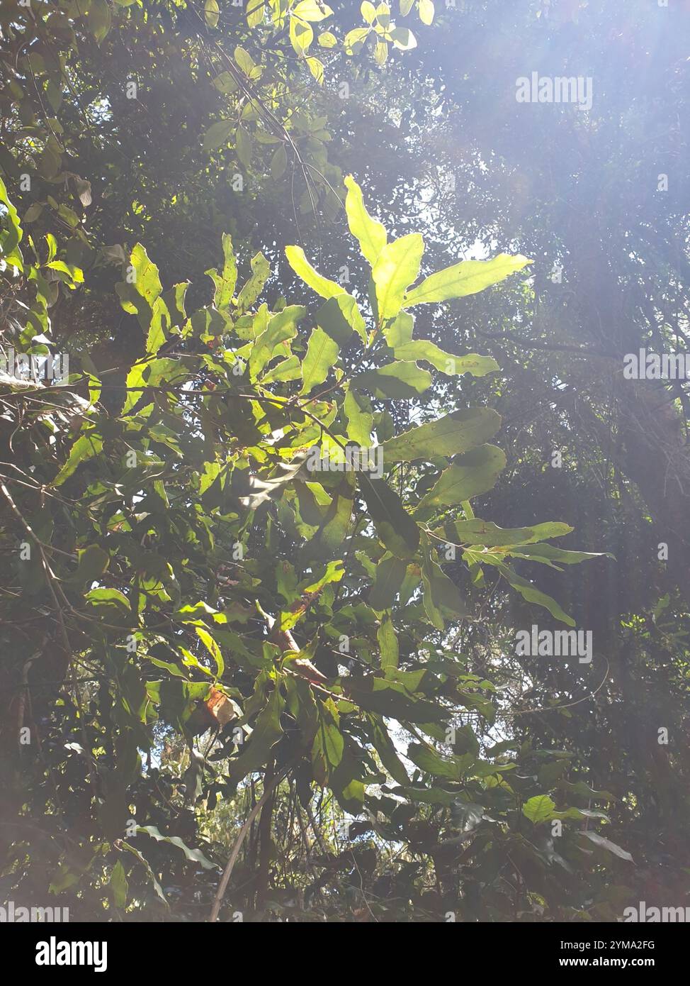 Macadamia Tree (Macadamia integrifolia Stock Photo - Alamy