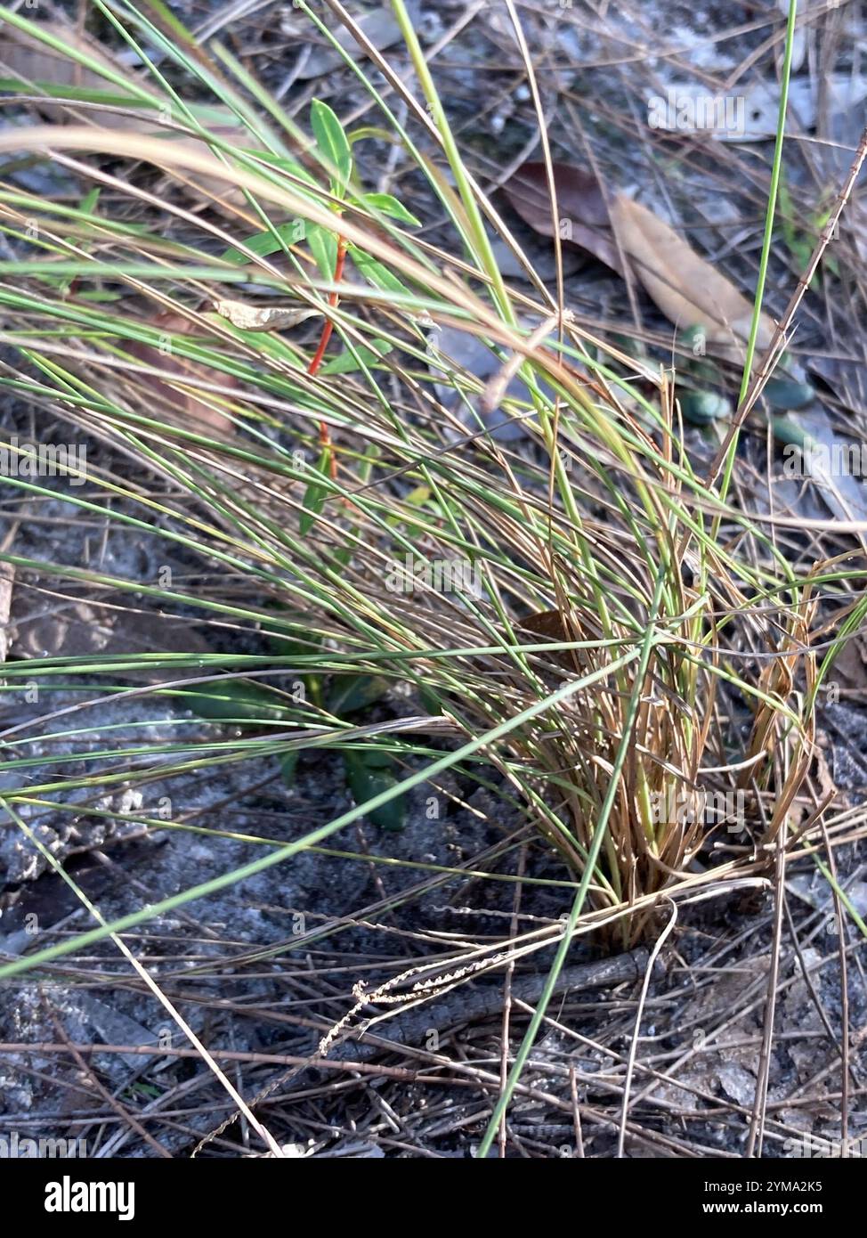 Hairawn Muhly (Muhlenbergia capillaris Stock Photo - Alamy