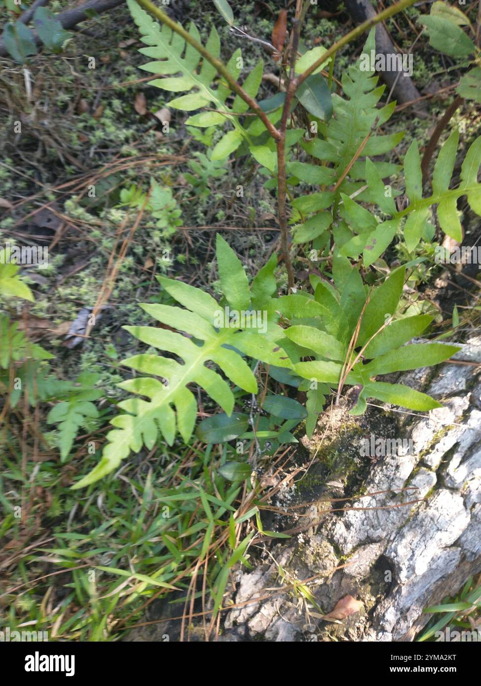 netted chain fern (Woodwardia areolata Stock Photo - Alamy