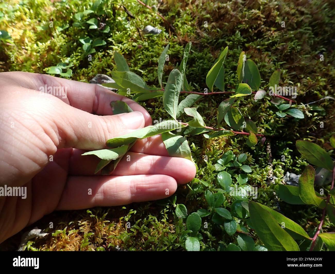 Northern Comandra (Geocaulon lividum Stock Photo - Alamy