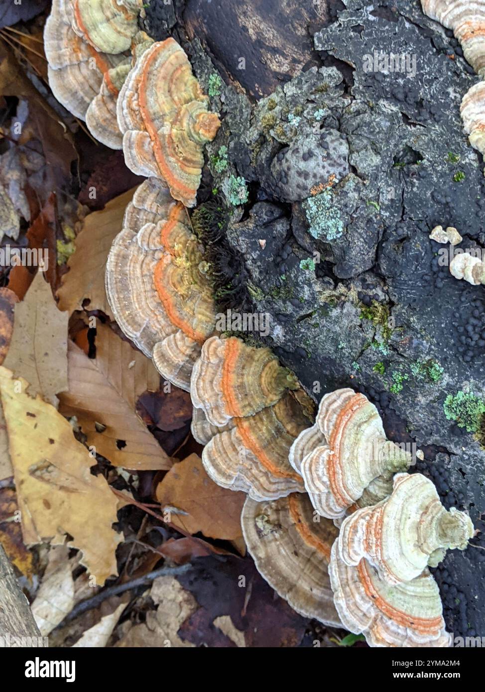 Gilled Polypore (Trametes betulina Stock Photo - Alamy