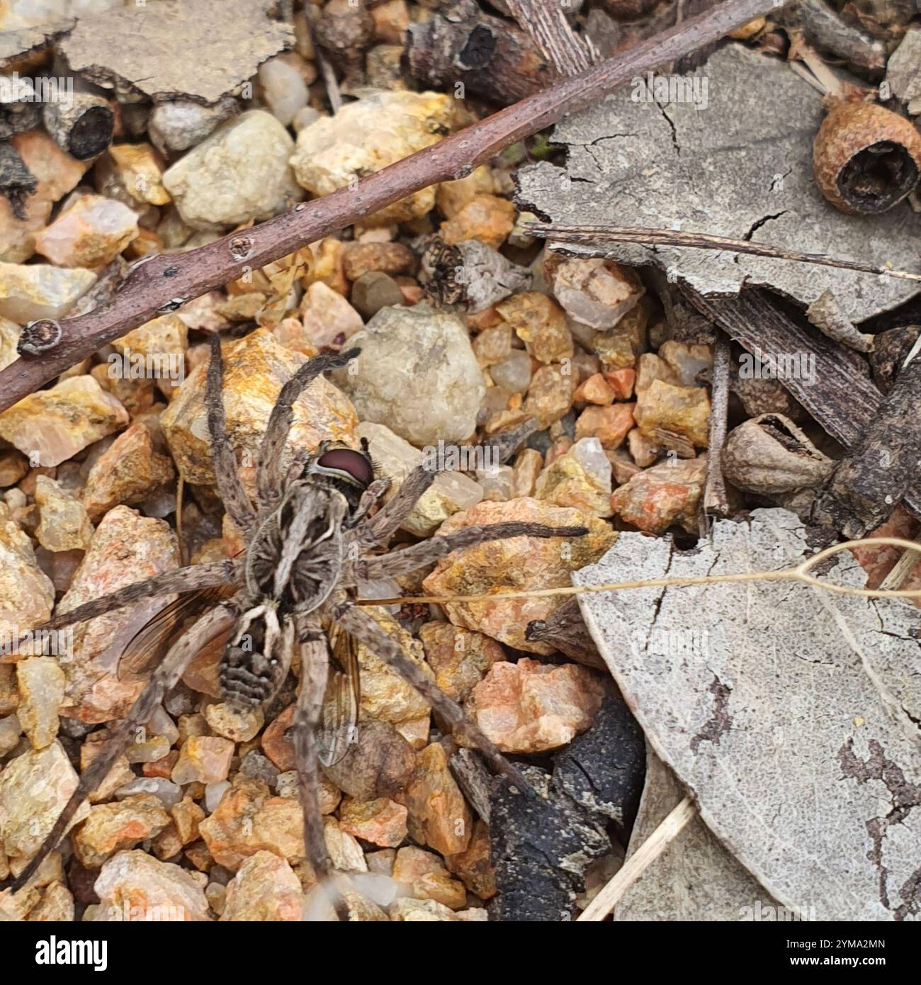 Union-Jack Wolf Spiders (Tasmanicosa Stock Photo - Alamy