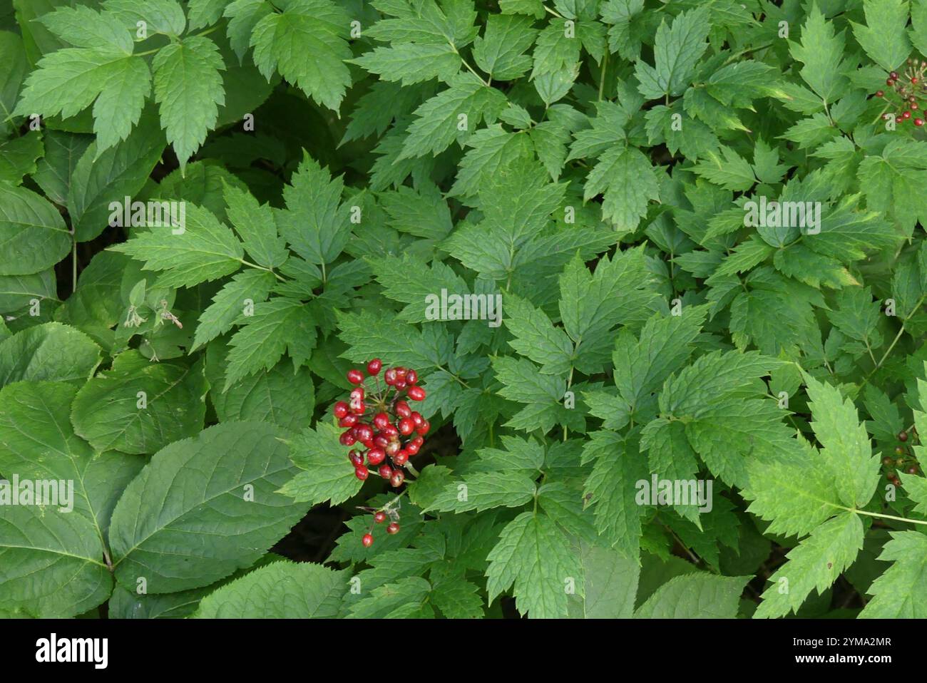 red baneberry (Actaea rubra Stock Photo - Alamy