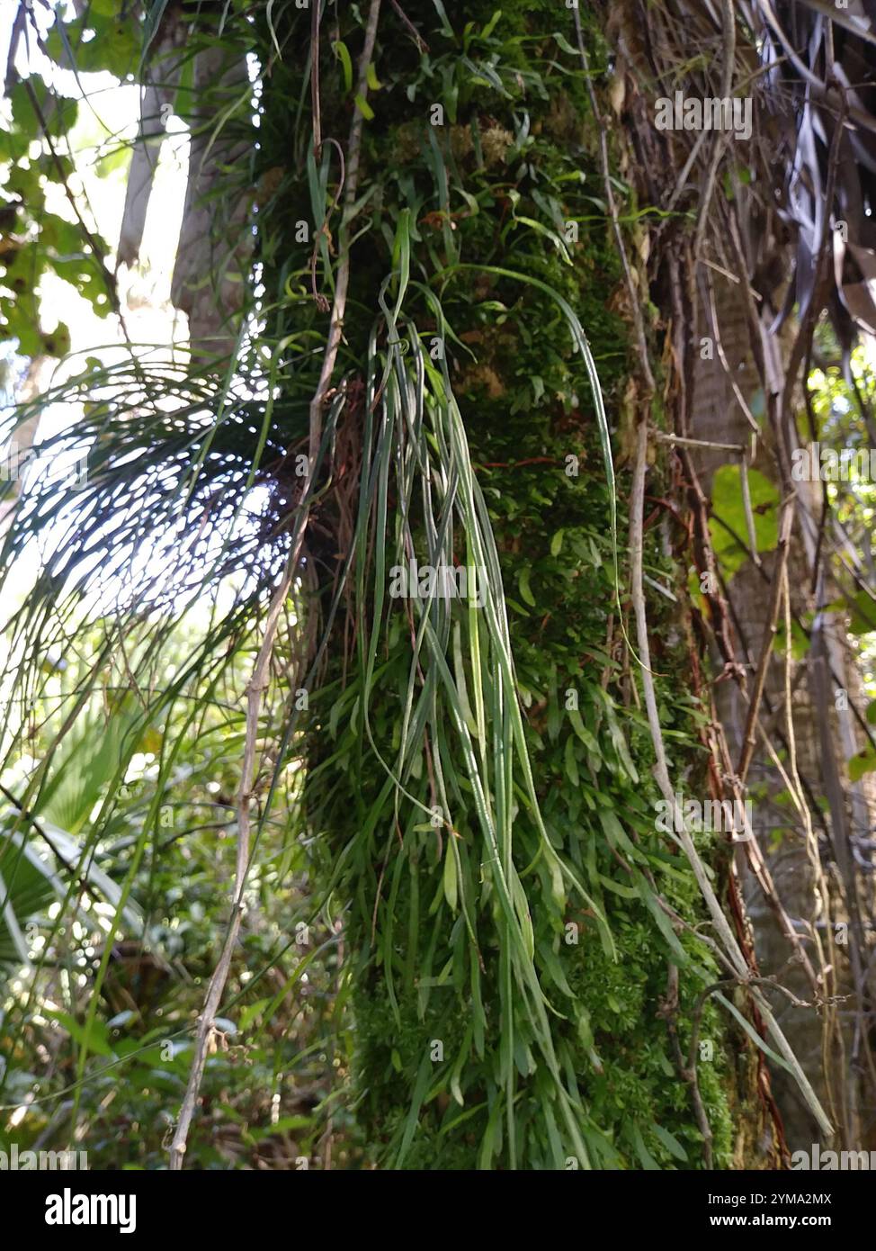 Shoestring Fern (Vittaria lineata Stock Photo - Alamy