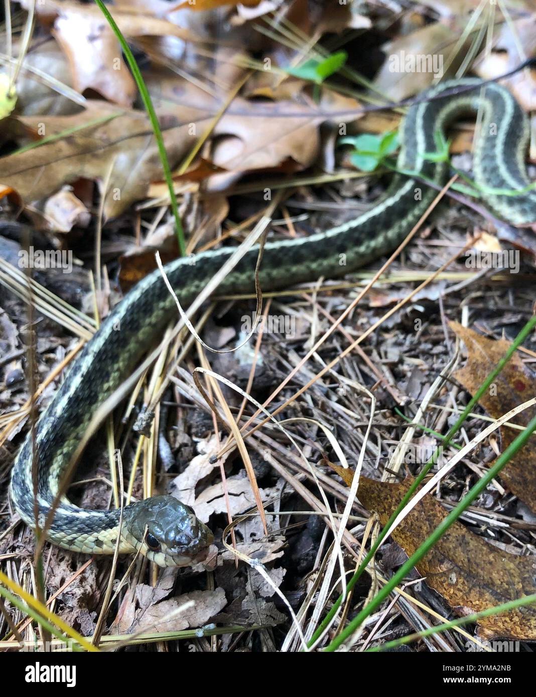 Common Garter Snake (Thamnophis sirtalis Stock Photo - Alamy