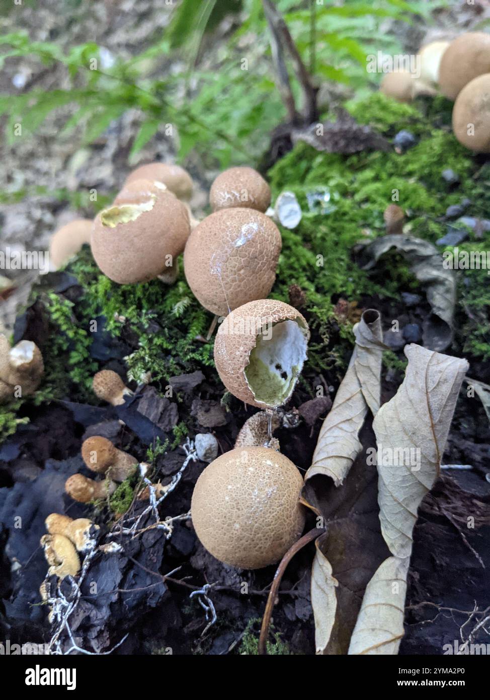 Pear-shaped Puffball (Apioperdon pyriforme Stock Photo - Alamy