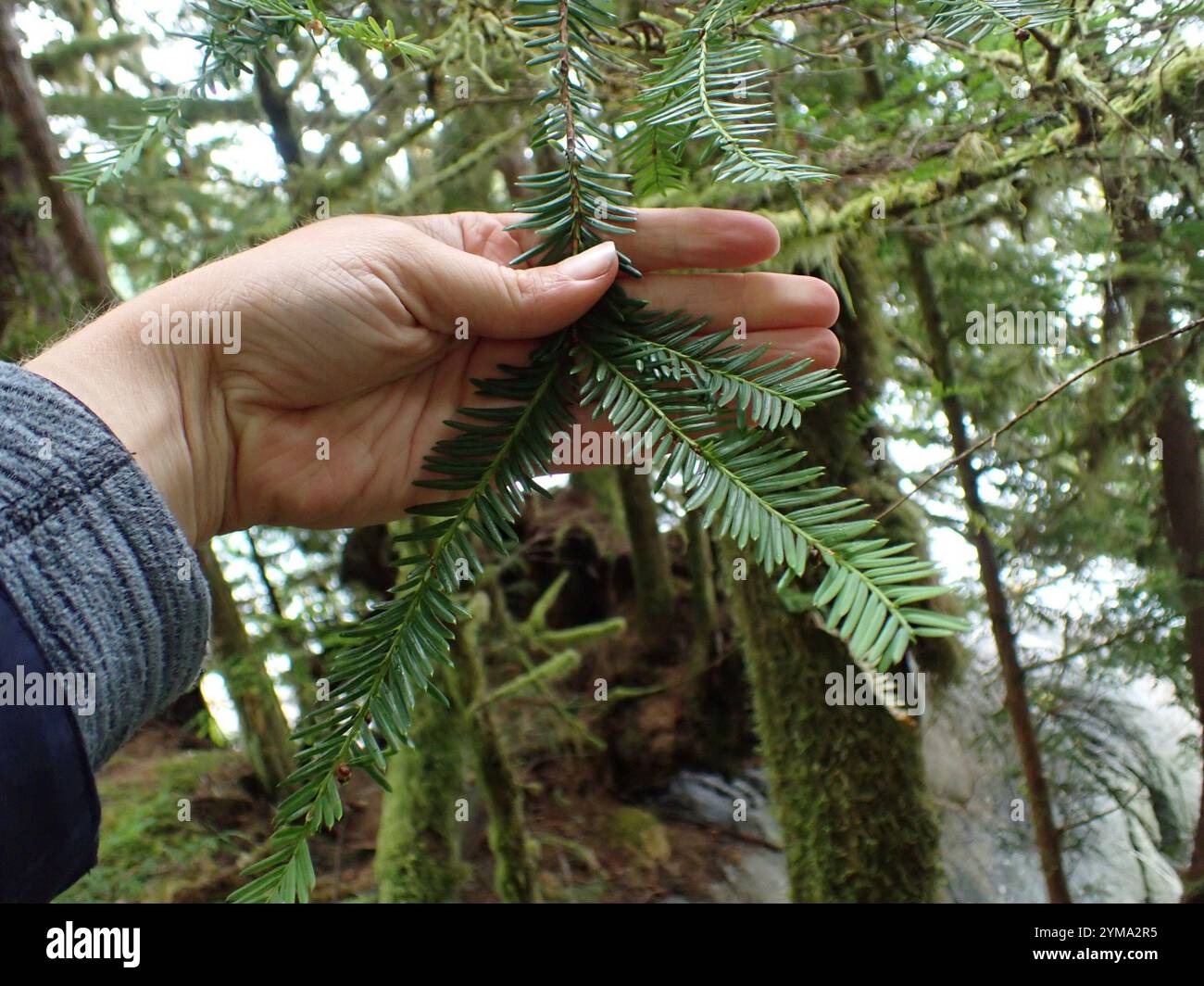 Pacific yew (Taxus brevifolia Stock Photo - Alamy