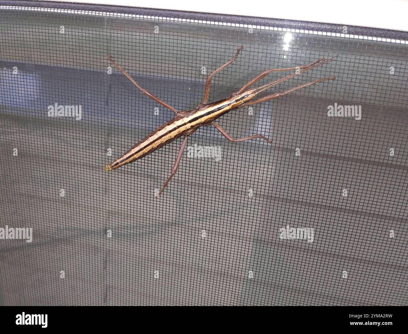 Southern Two-striped Walkingstick (Anisomorpha buprestoides Stock Photo ...