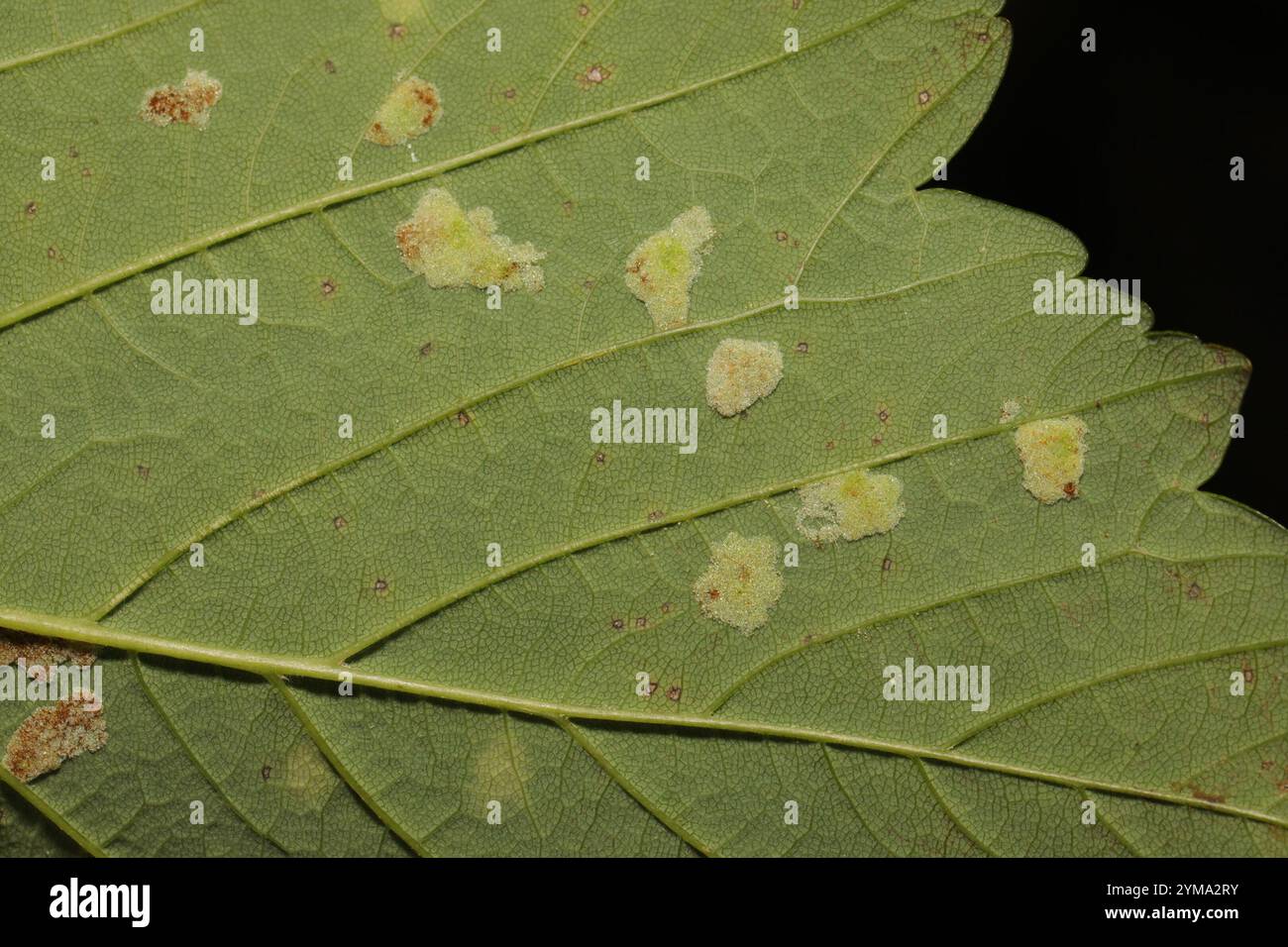 Sycamore Felt Gall Mite (Aceria pseudoplatani Stock Photo - Alamy