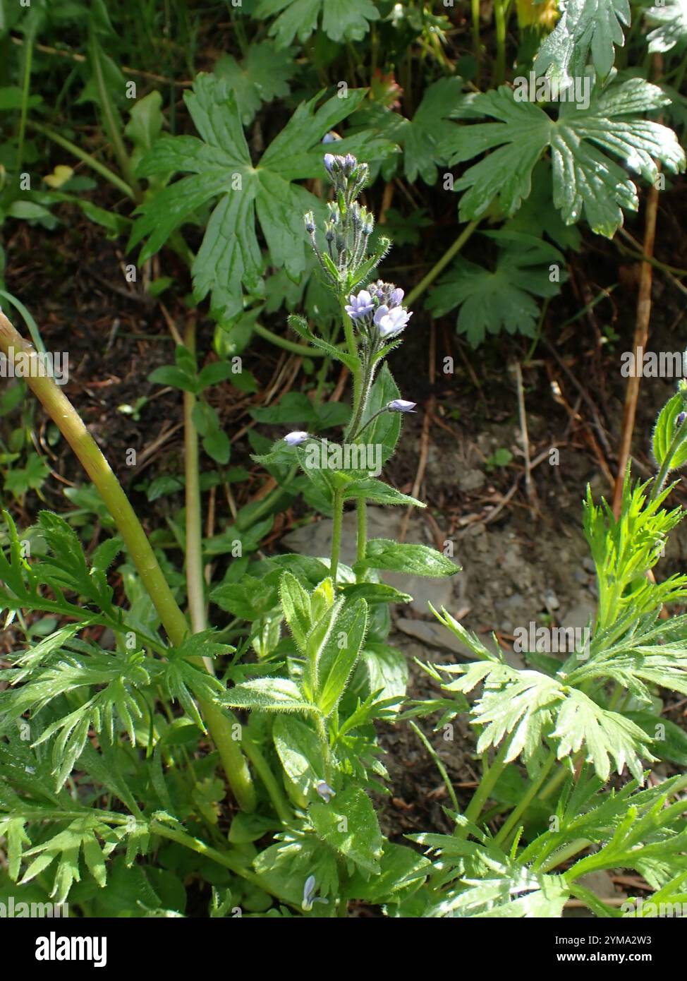 American alpine speedwell hi-res stock photography and images - Alamy