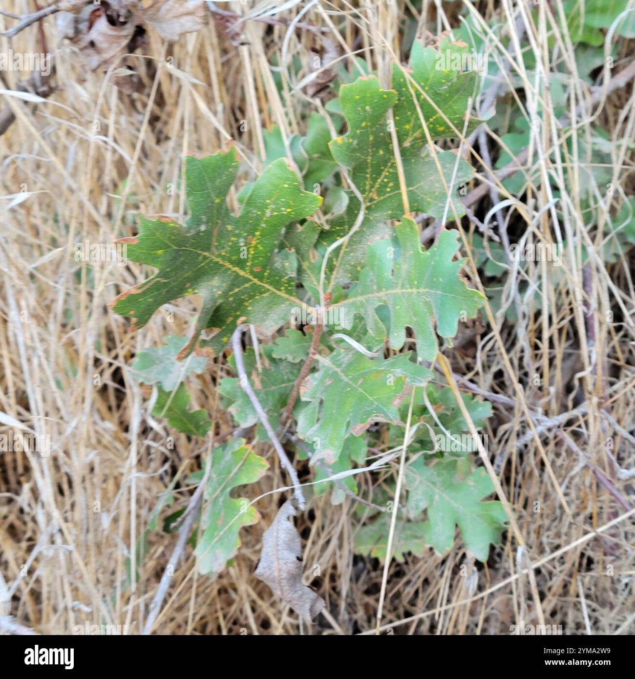 valley oak (Quercus lobata Stock Photo - Alamy