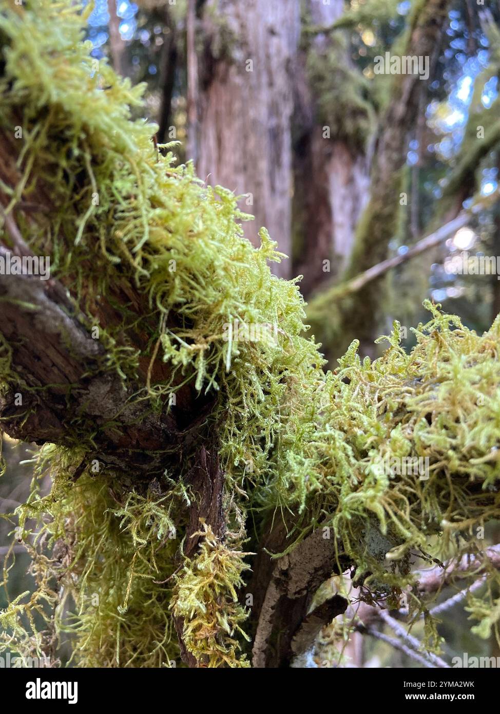 Sickle-leaved Hook-moss (Sanionia uncinata Stock Photo - Alamy