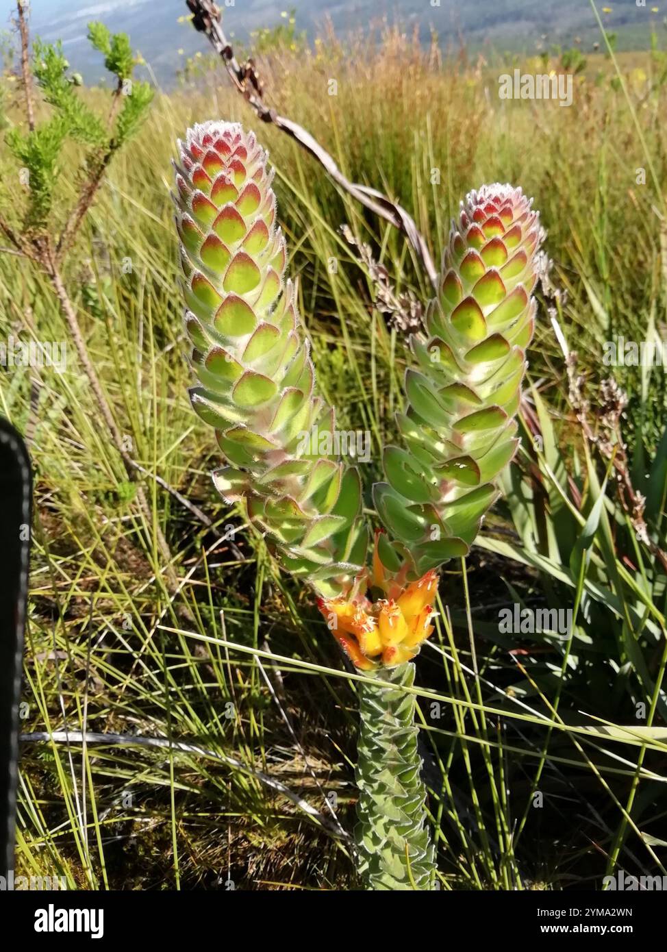 Threeflower Pagoda (Mimetes pauciflorus Stock Photo - Alamy