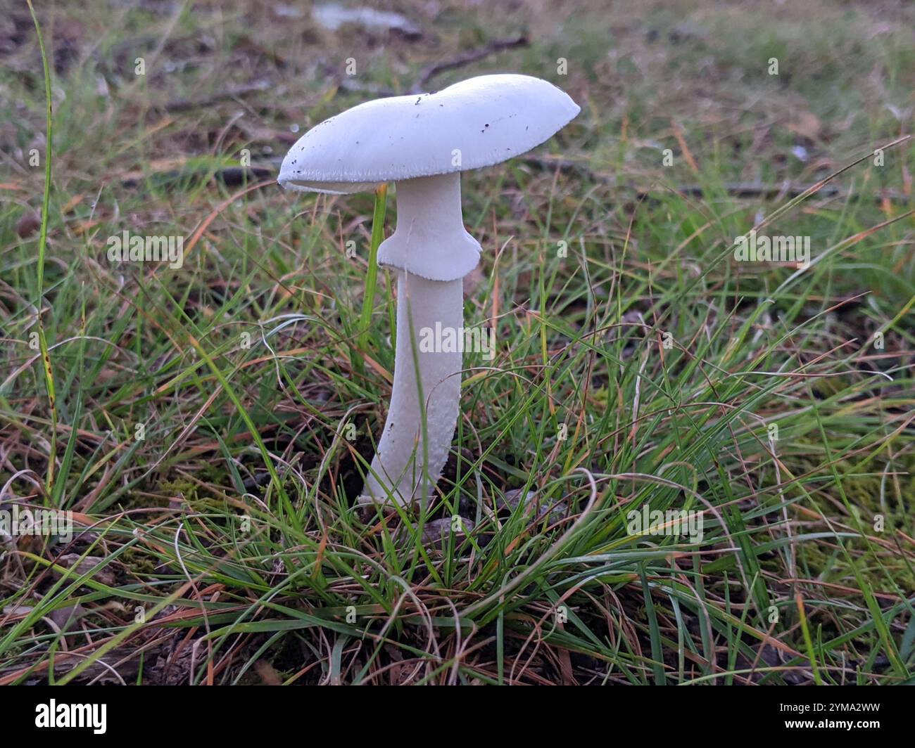 Eastern destroying angel amanita hi-res stock photography and images ...