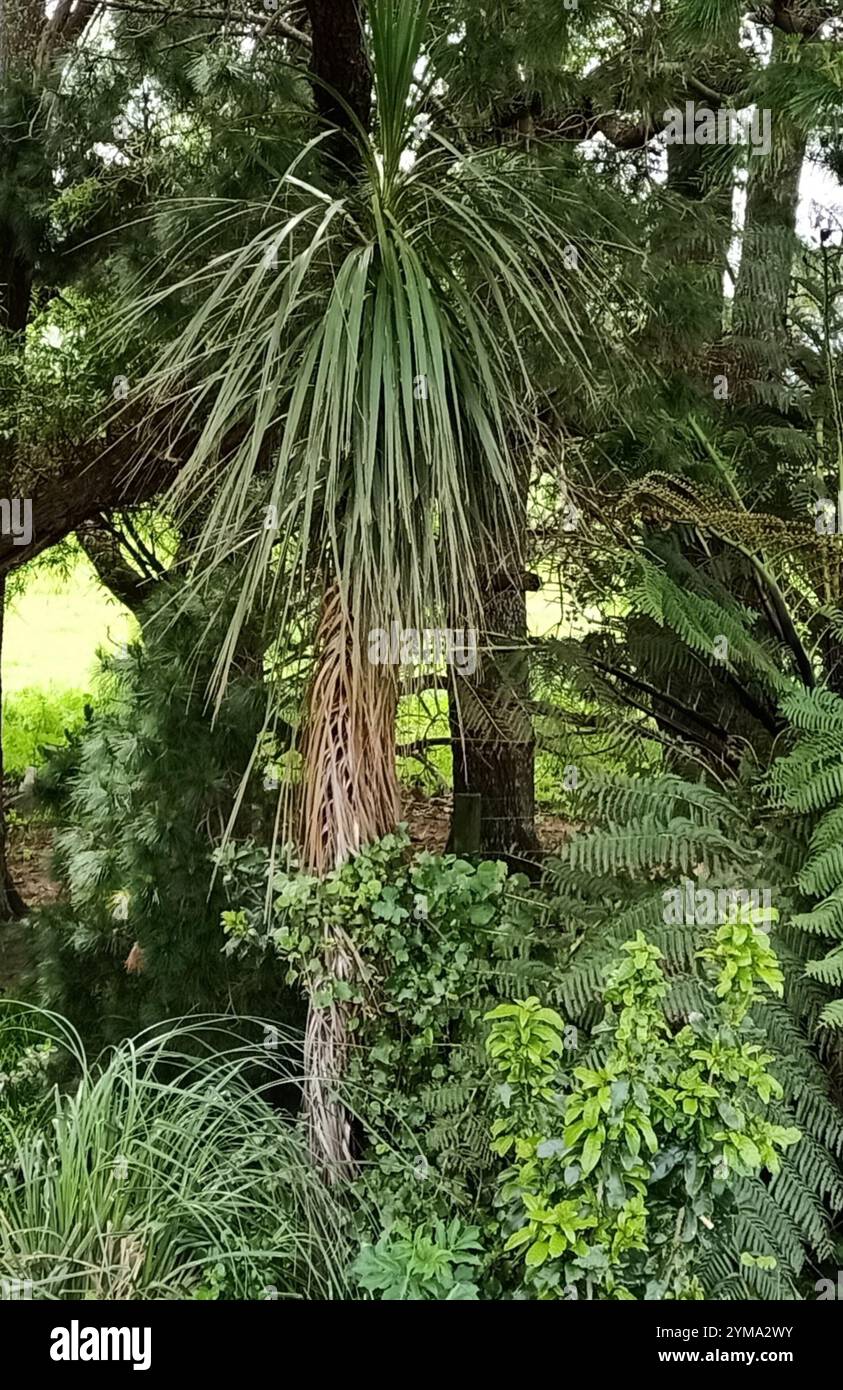 New Zealand cabbage tree (Cordyline australis Stock Photo - Alamy