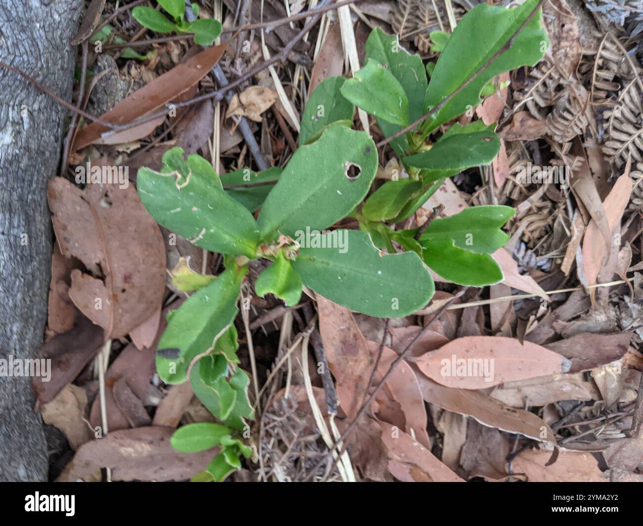 Climbing Guinea flower (Hibbertia scandens Stock Photo - Alamy