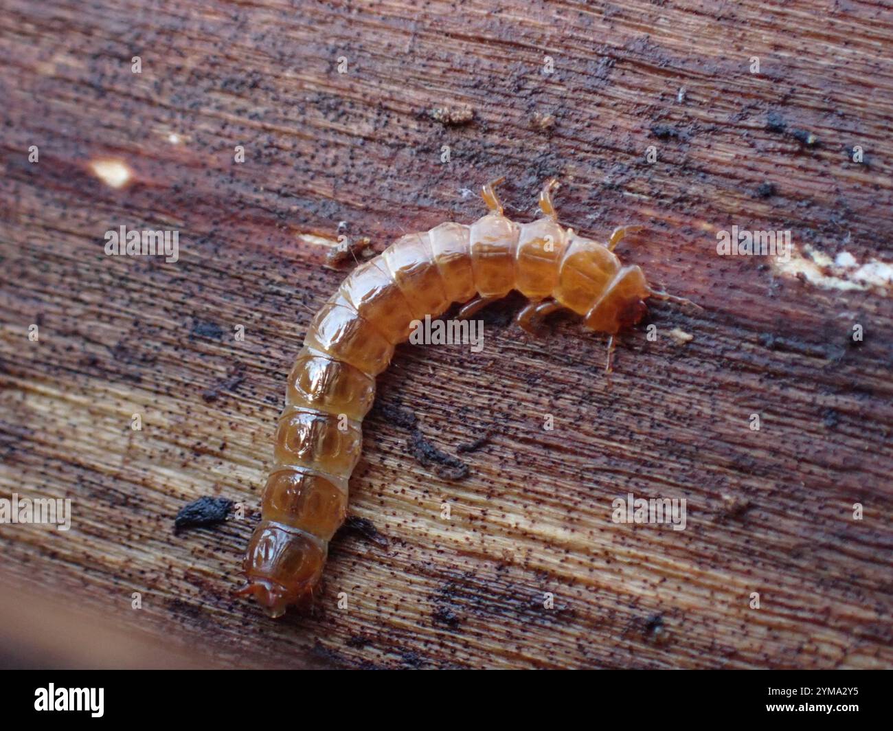 Red Flat Bark Beetle (Cucujus clavipes Stock Photo - Alamy