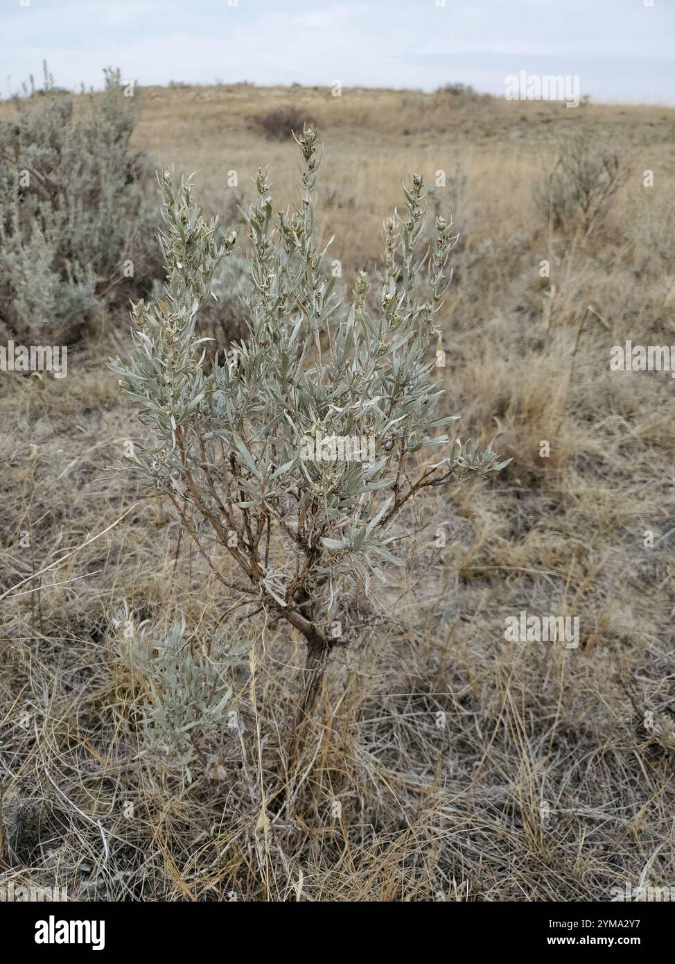 Silver Sagebrush (Artemisia cana Stock Photo - Alamy