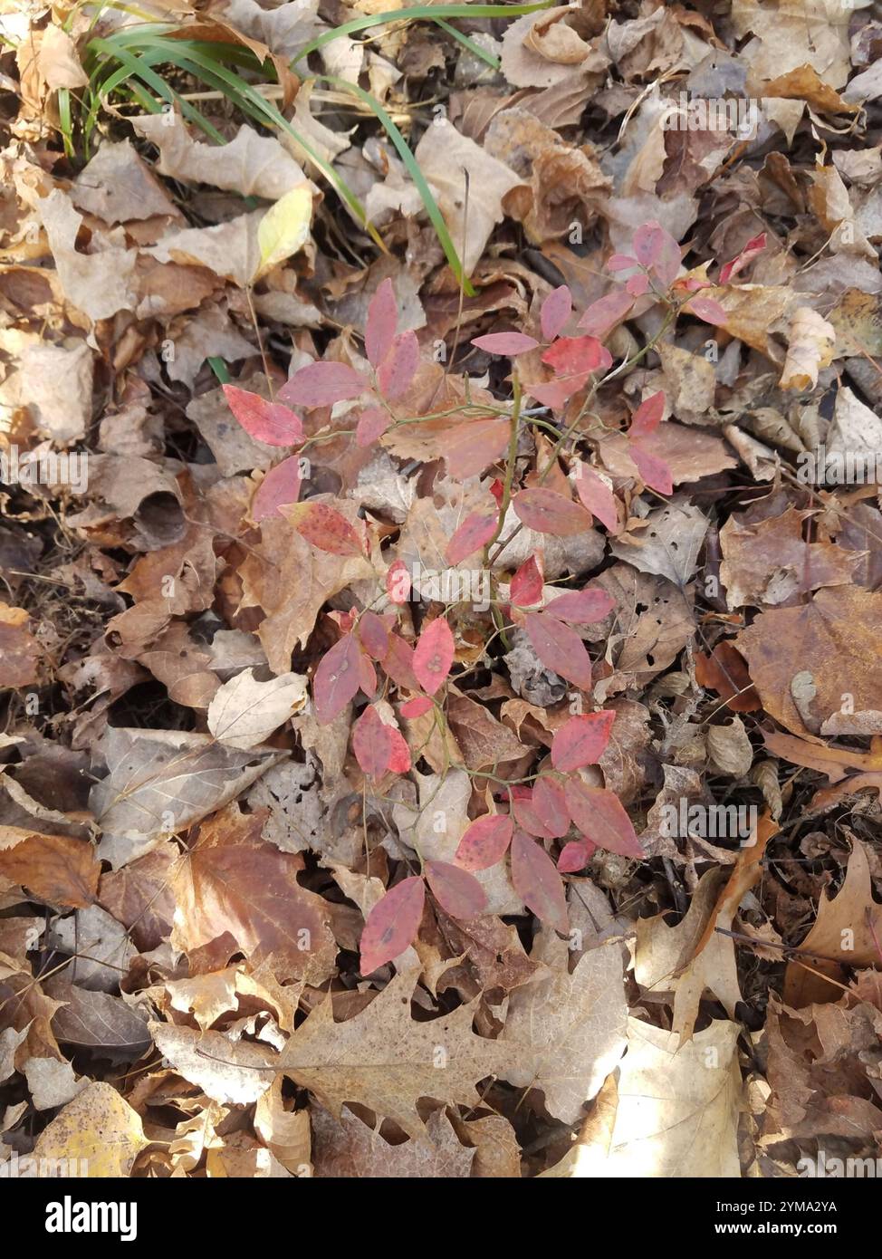 lowbush blueberry (Vaccinium angustifolium Stock Photo - Alamy