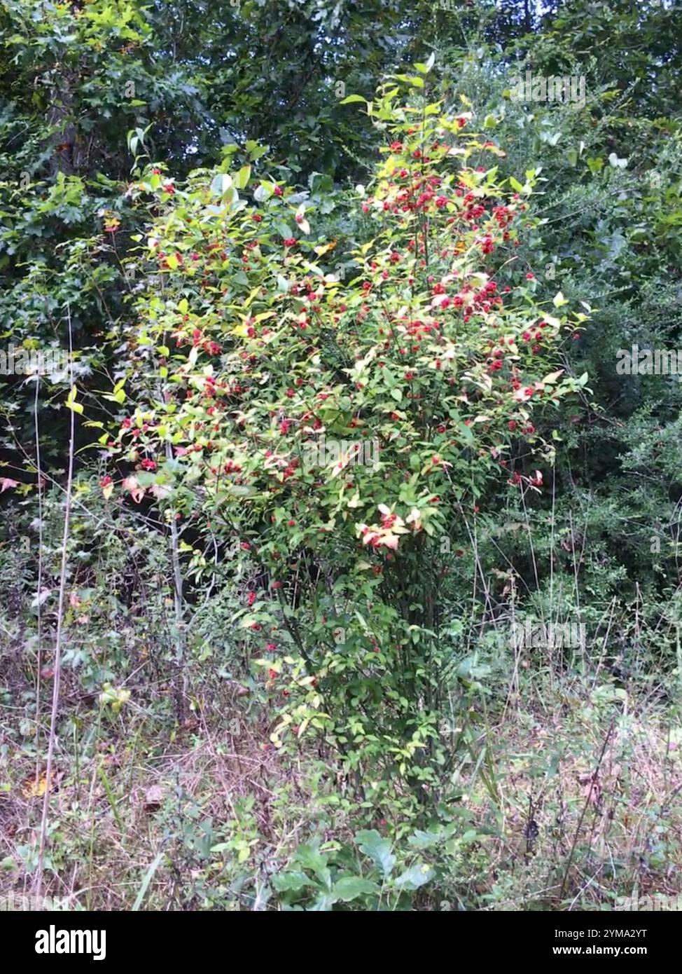 strawberry bush (Euonymus americanus Stock Photo - Alamy