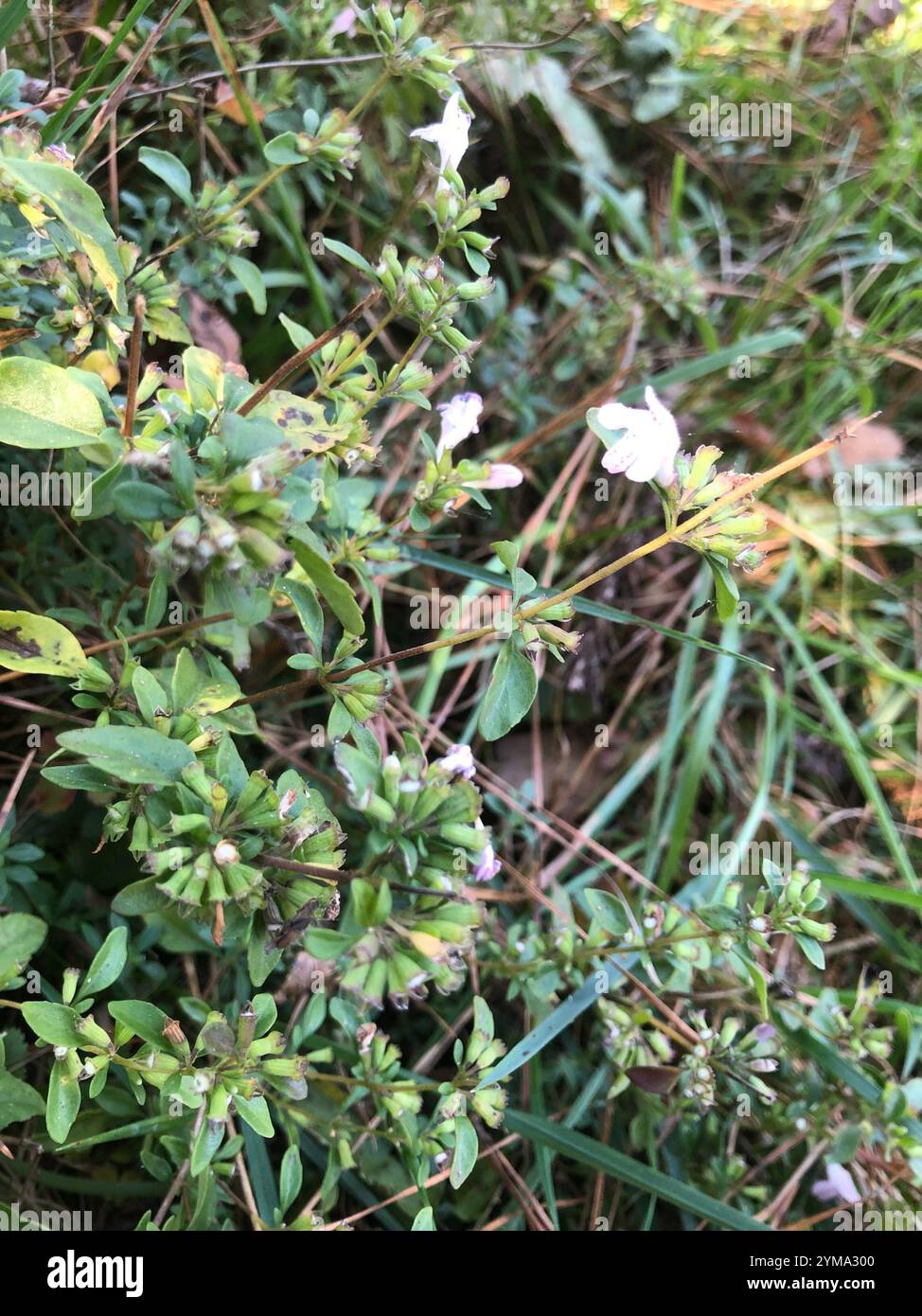 Georgia calamint (Clinopodium carolinianum Stock Photo - Alamy