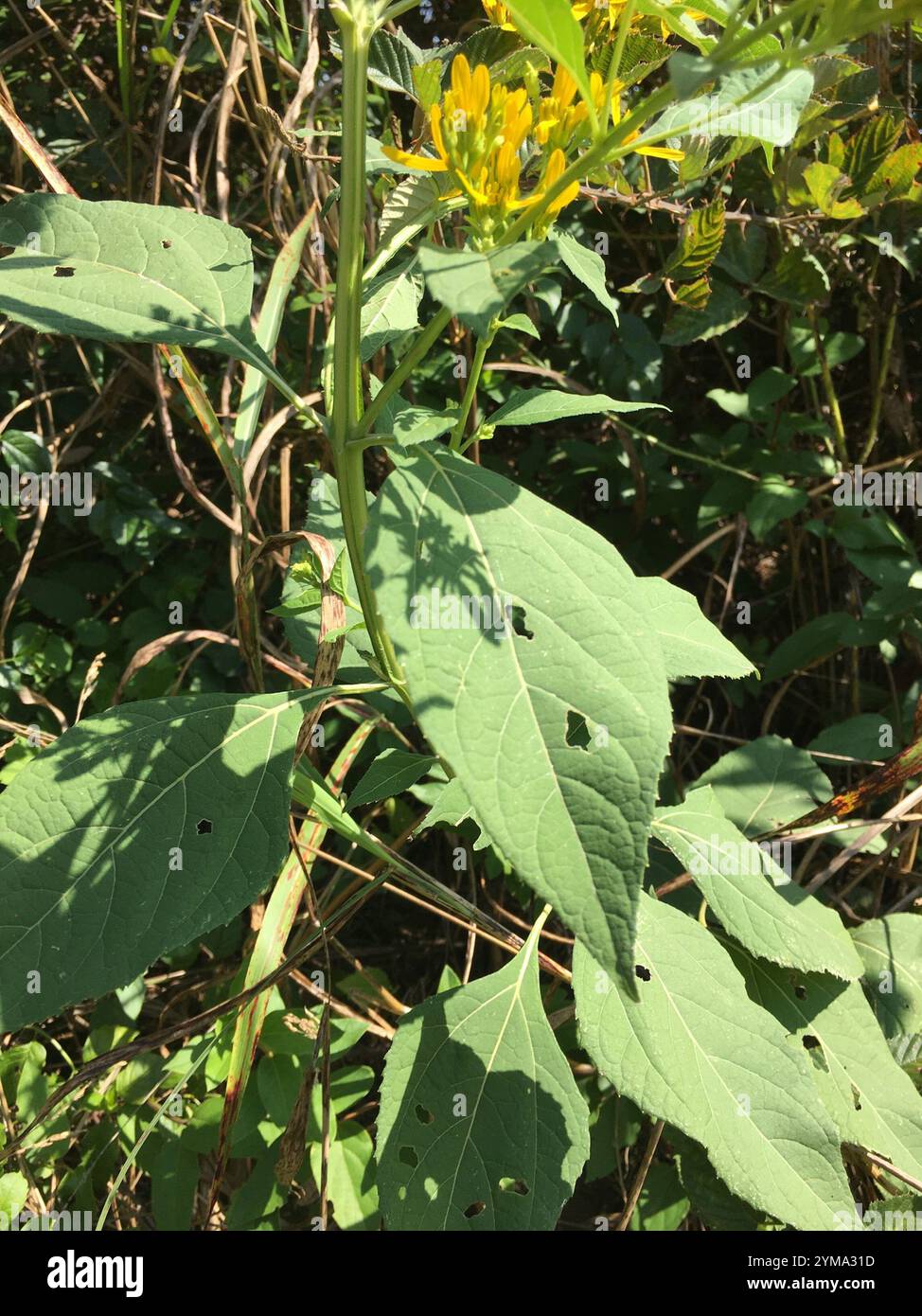 Yellow Crownbeard (Verbesina occidentalis Stock Photo - Alamy