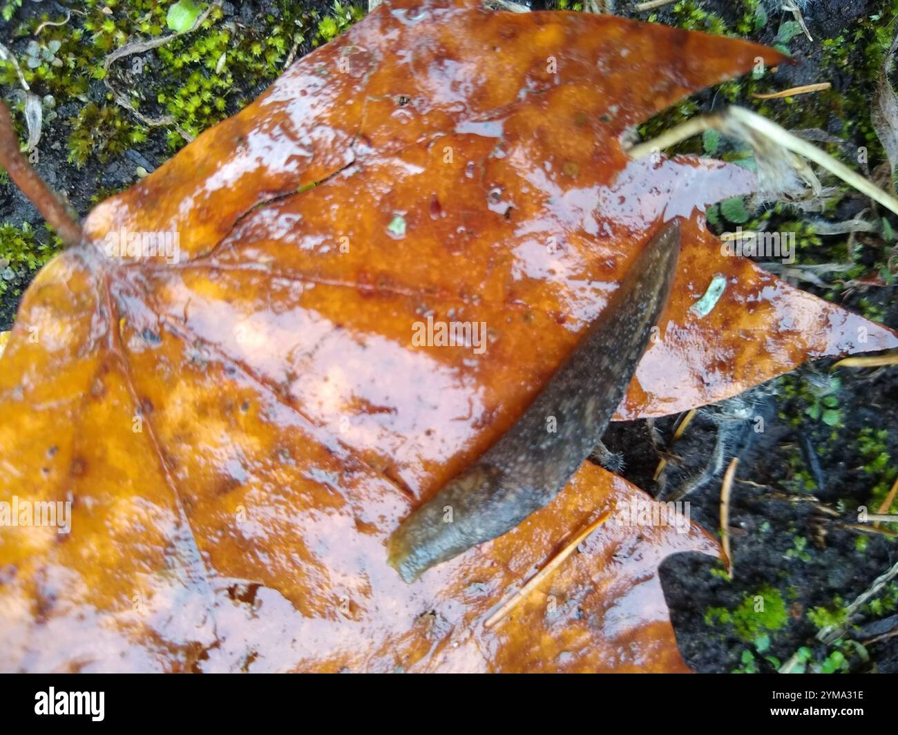 Yellow Cellar Slug (Limacus flavus Stock Photo - Alamy