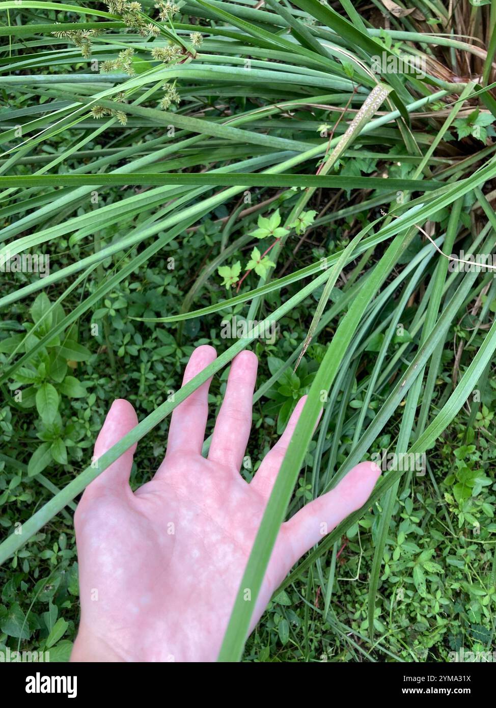 Swamp Flatsedge (Cyperus ligularis Stock Photo - Alamy