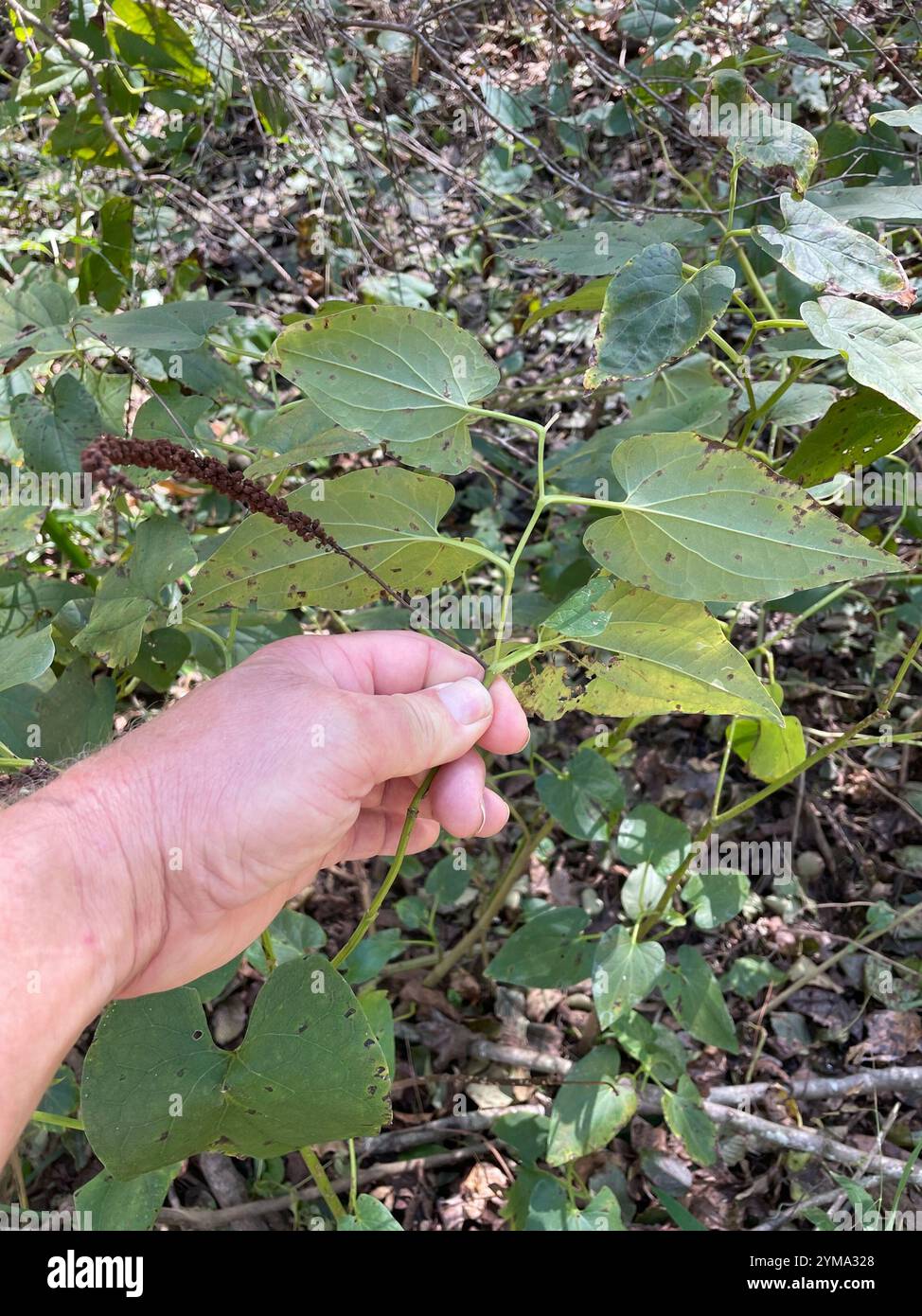 lizard's tail (Saururus cernuus Stock Photo - Alamy