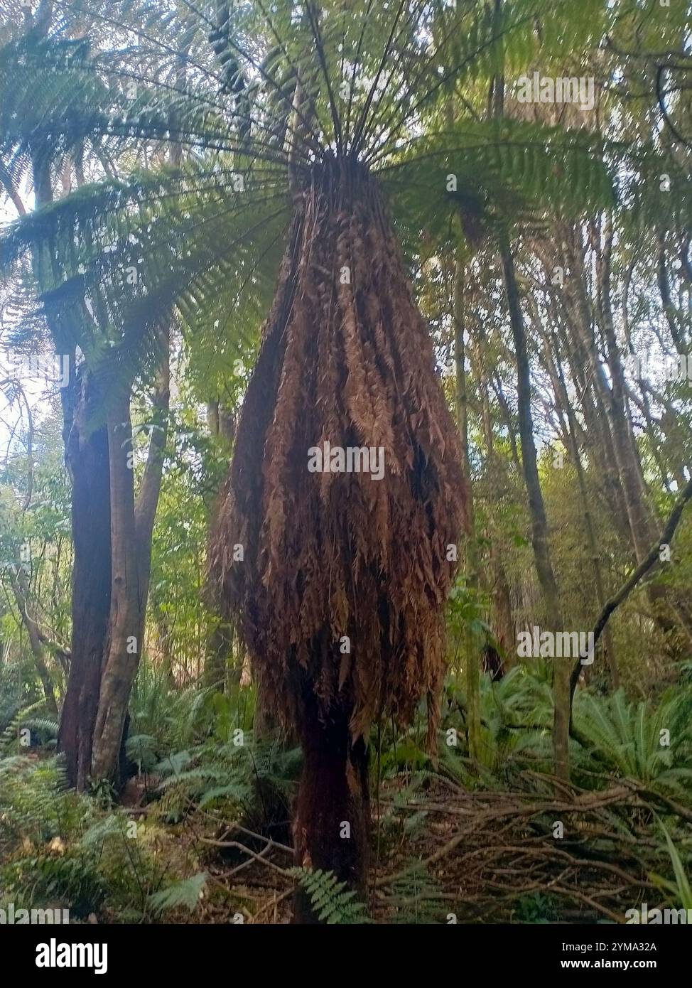golden tree fern (Dicksonia fibrosa Stock Photo - Alamy
