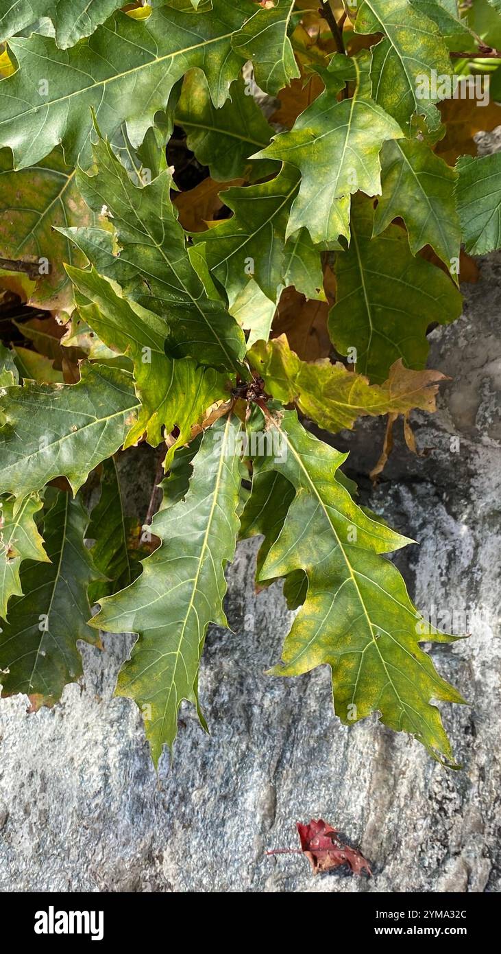 northern red oak (Quercus rubra Stock Photo - Alamy