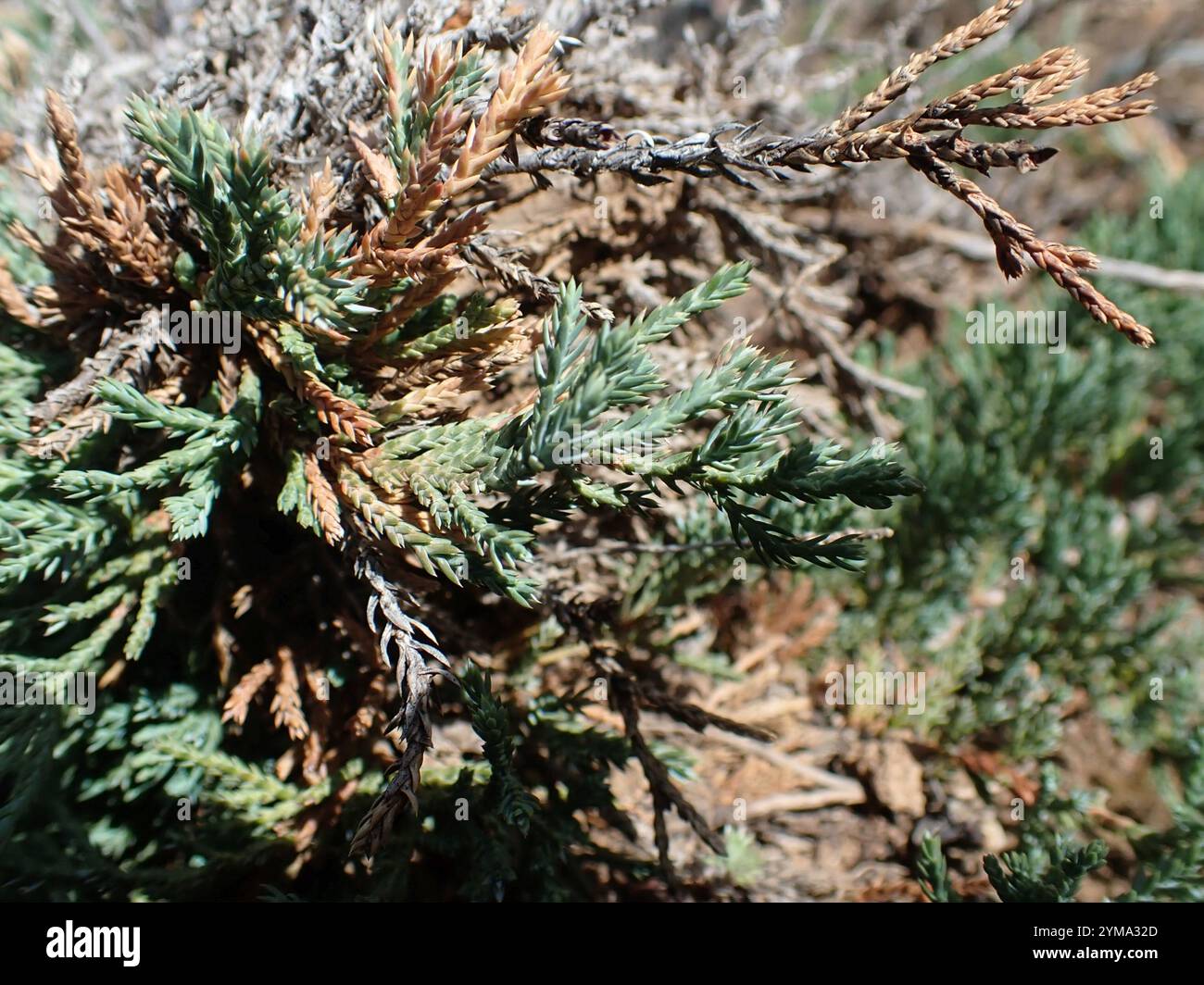 creeping juniper (Juniperus horizontalis Stock Photo - Alamy
