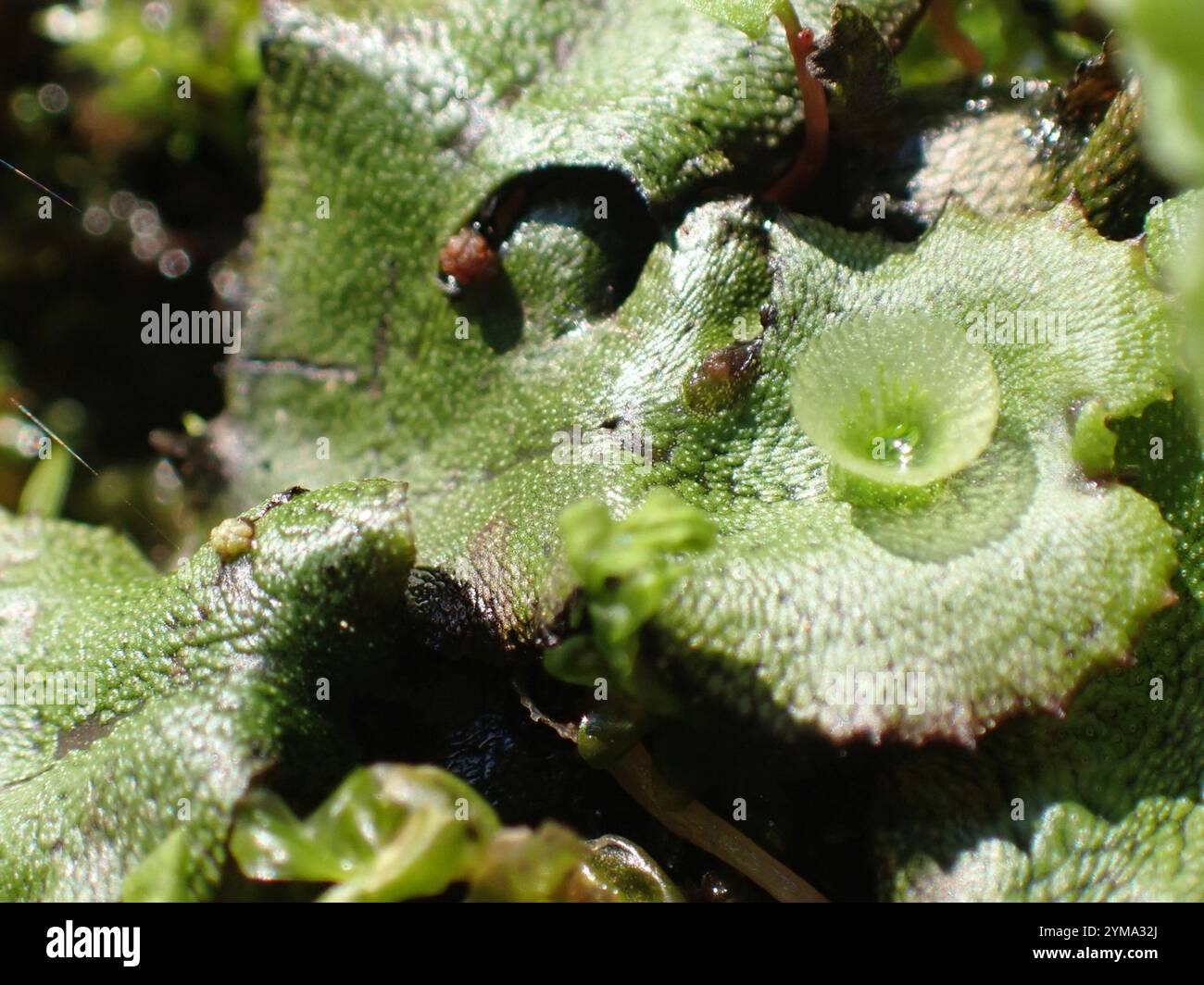 Common Liverwort (Marchantia polymorpha Stock Photo - Alamy