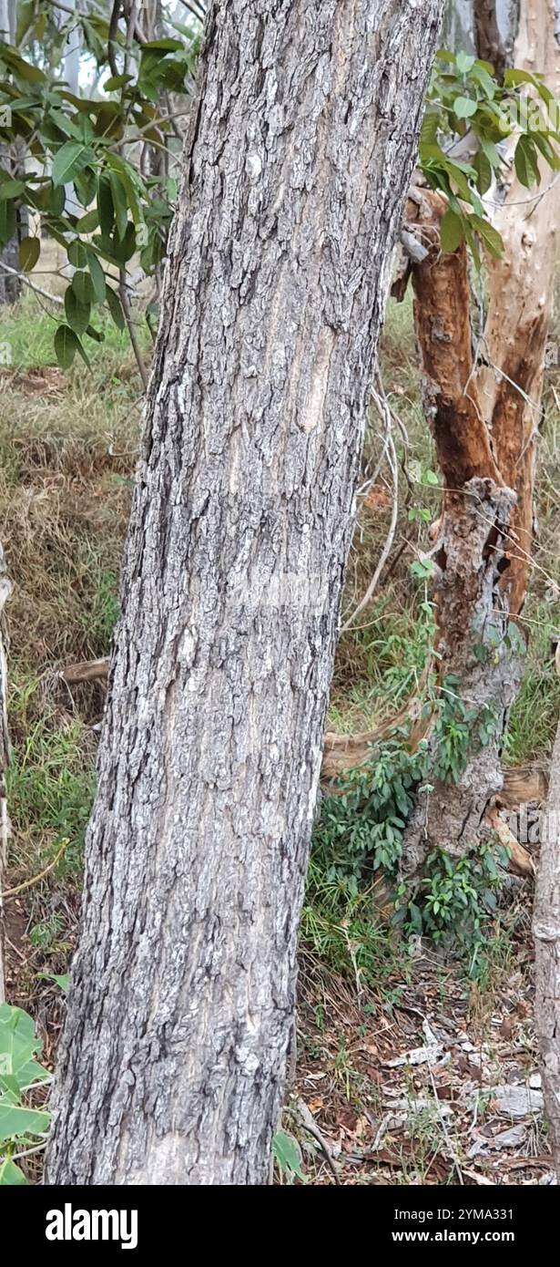 Lolly Bush (Clerodendrum floribundum Stock Photo - Alamy