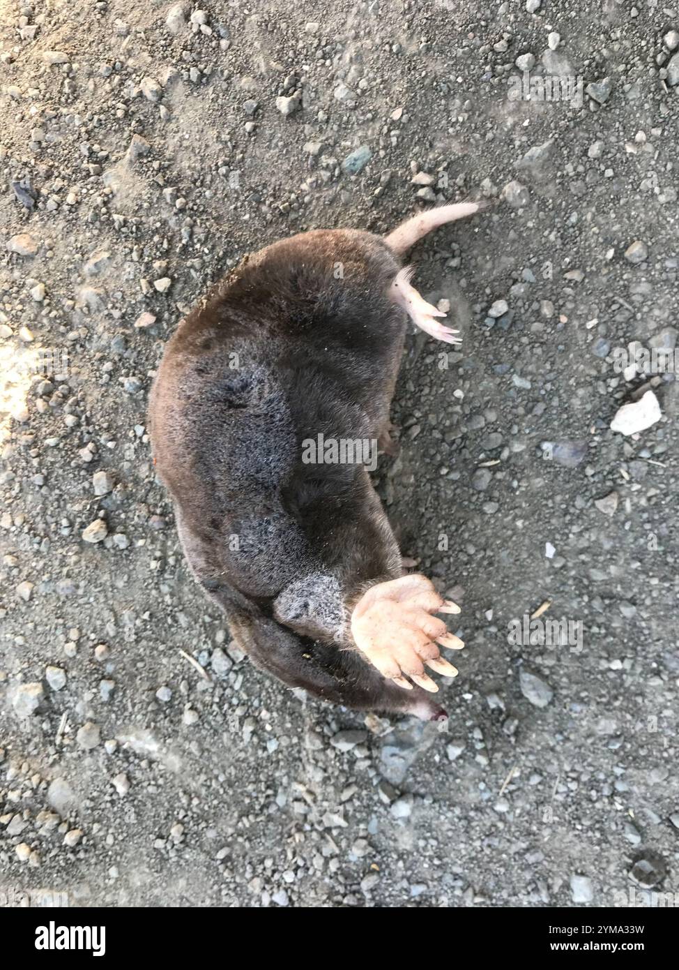 Broad-footed Mole (Scapanus latimanus Stock Photo - Alamy