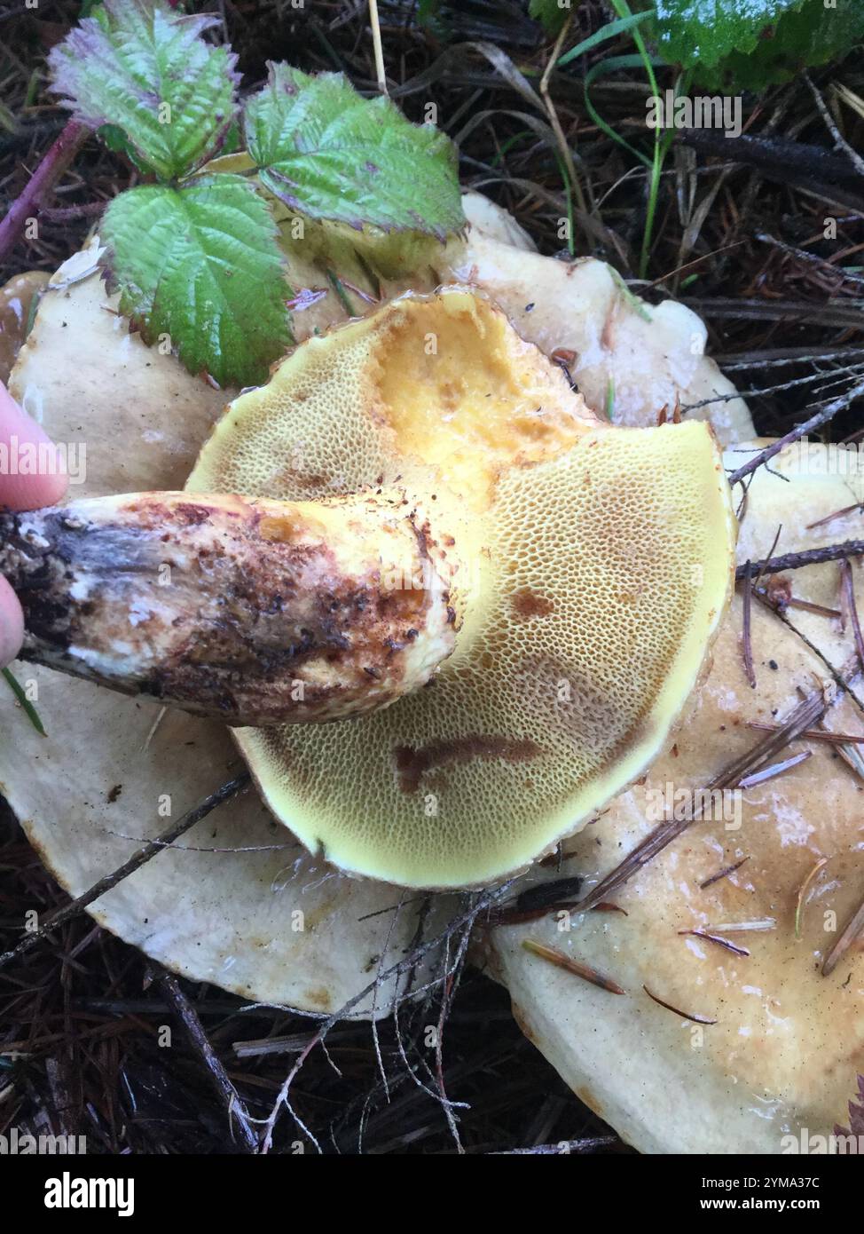 Fat Jack (Suillus caerulescens Stock Photo - Alamy