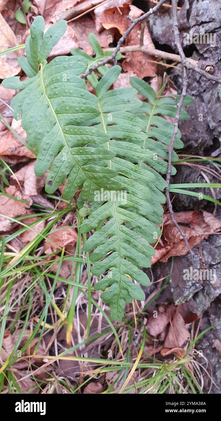 common polypody (Polypodium vulgare Stock Photo - Alamy
